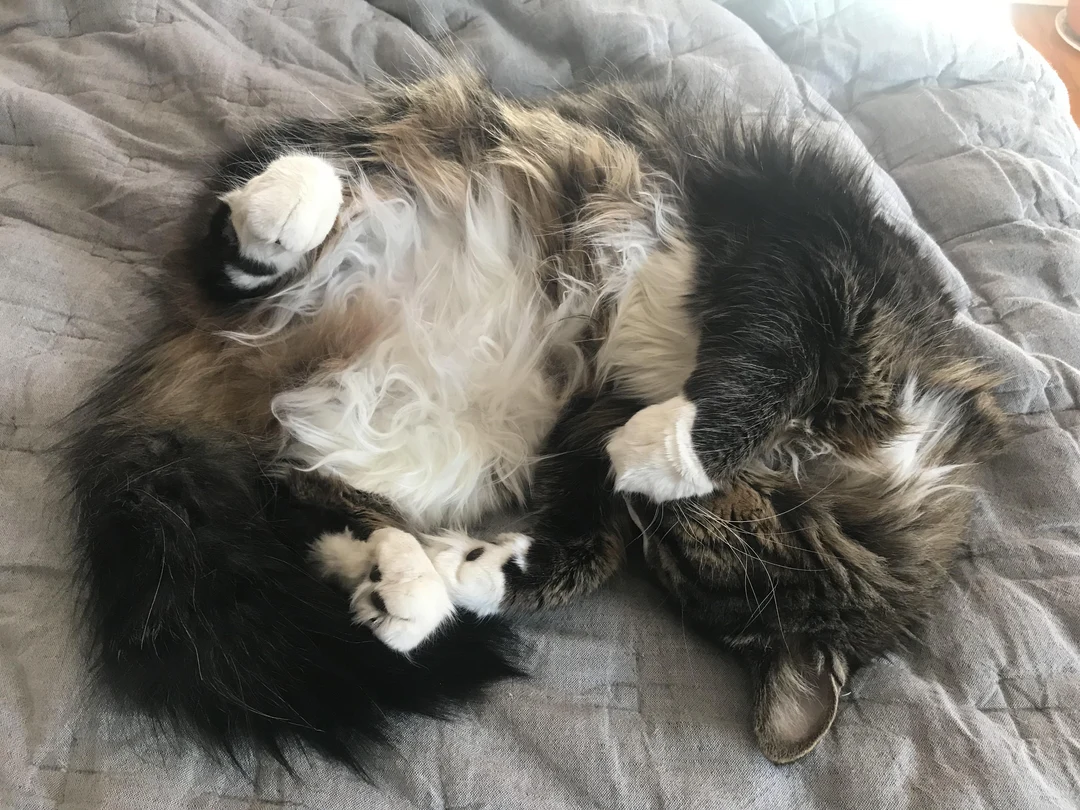 Some good floof 😻 | Scrolller