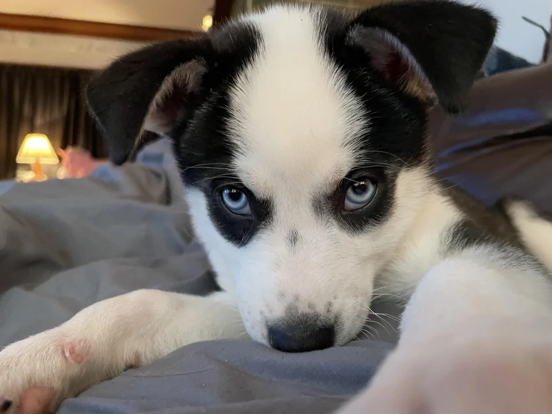 Meet Maisie, the newest member of the family and my first Husky. | Scrolller