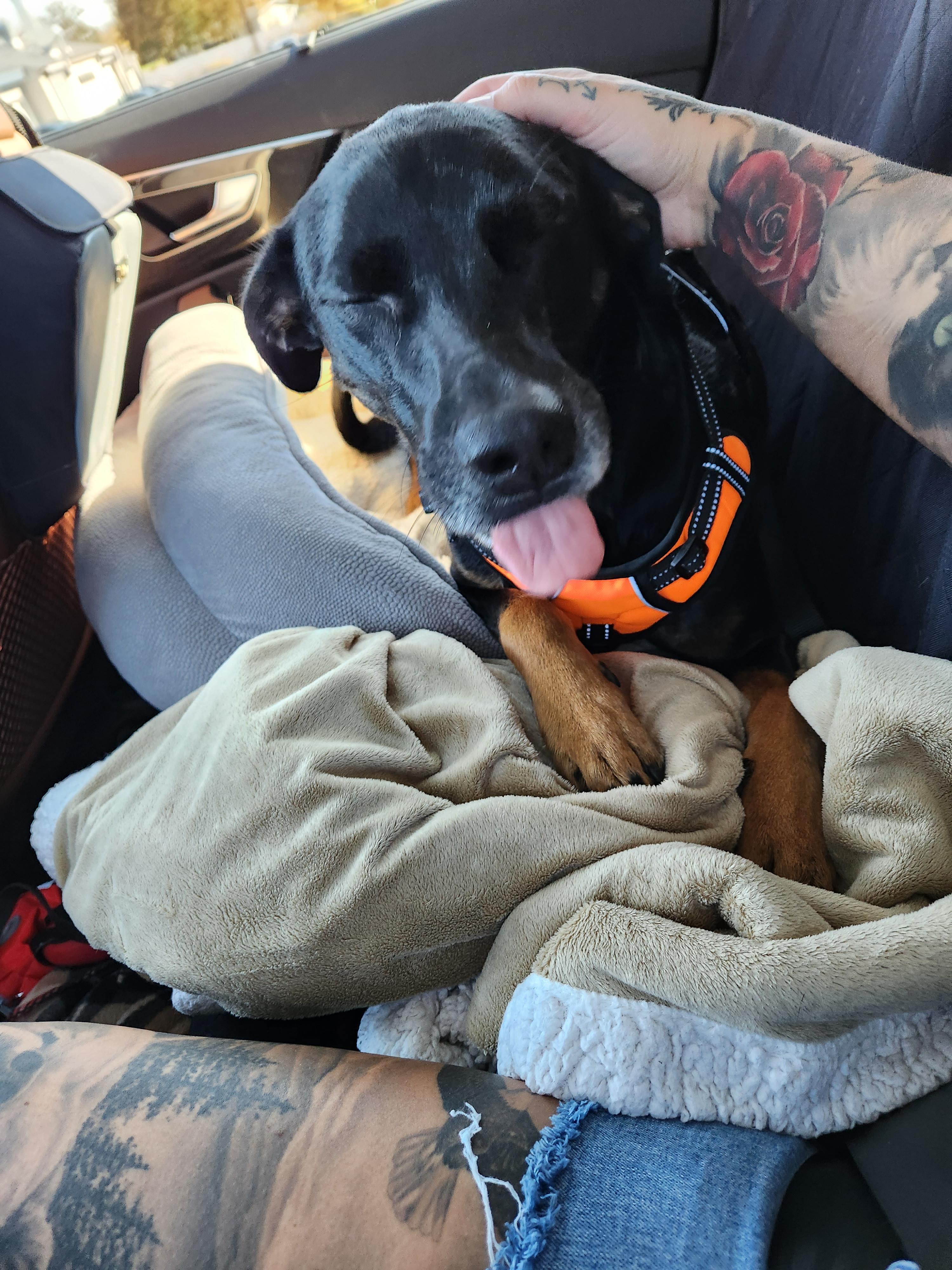 Backseat blep & derp | Scrolller