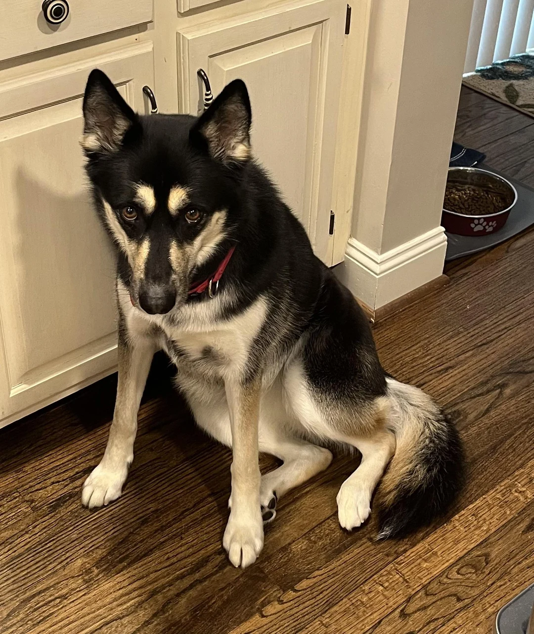 Show me your huskies that sit like this | Scrolller