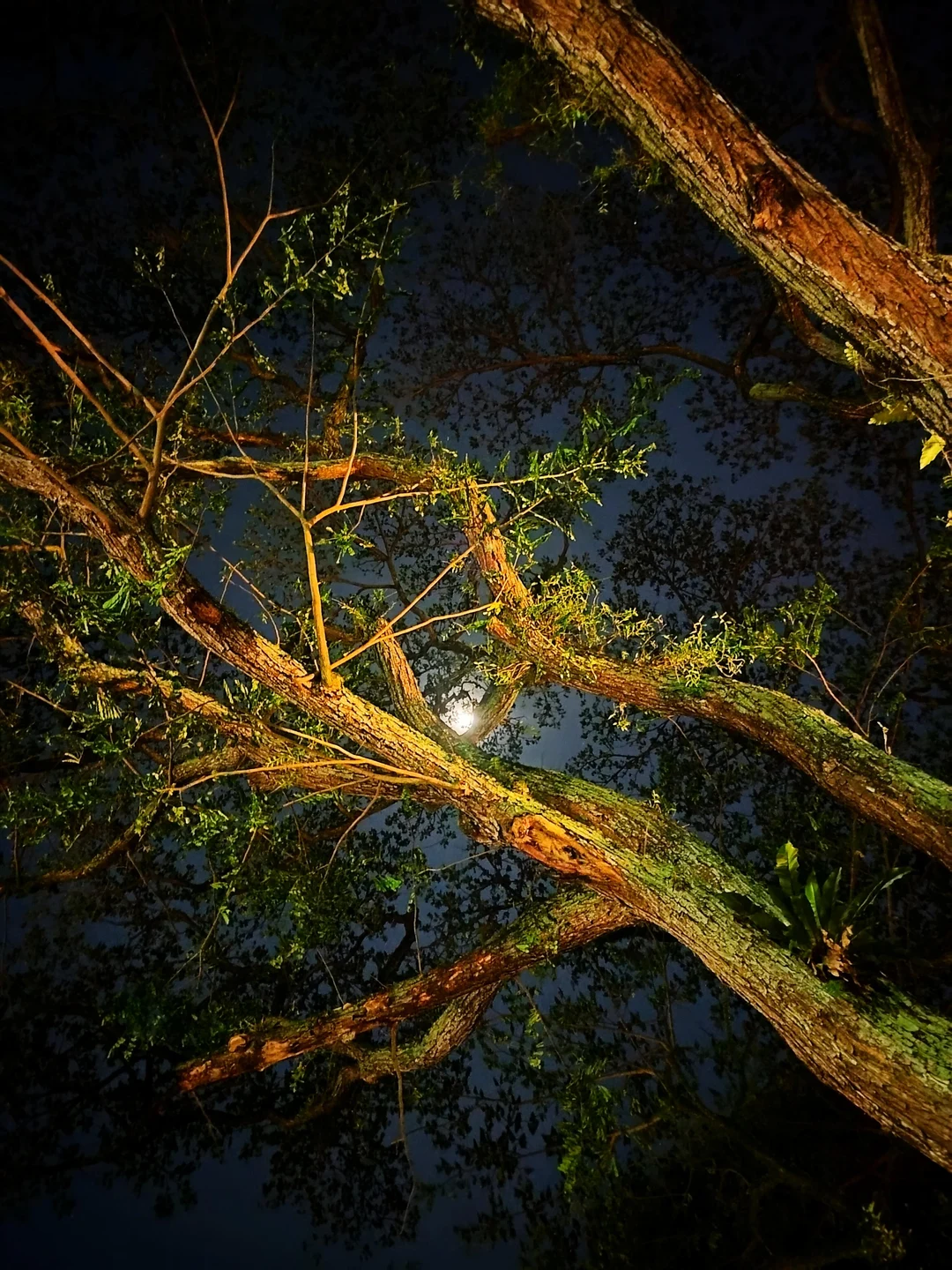 Trees&Moonlight | Scrolller