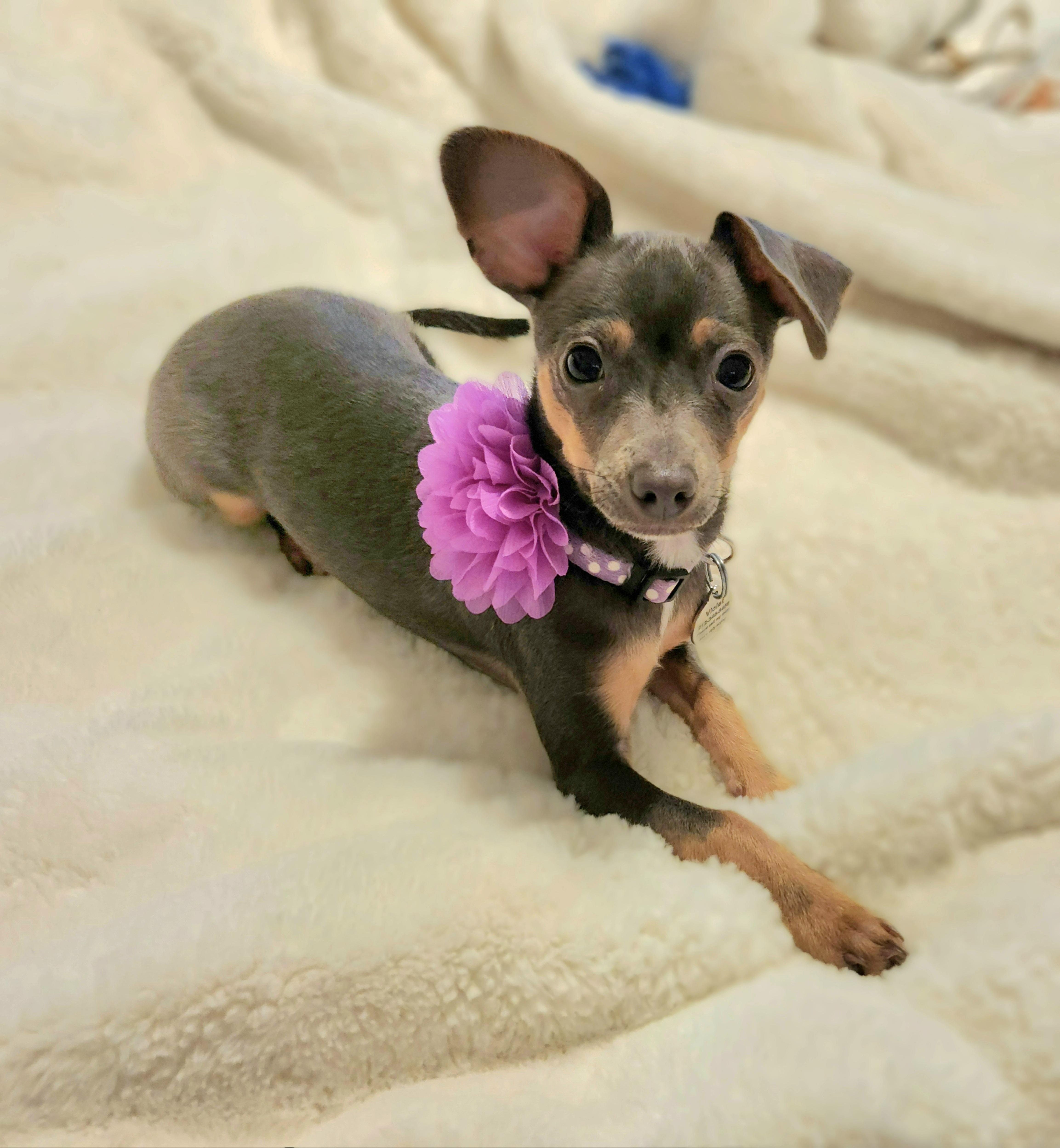 Little Violet | Scrolller