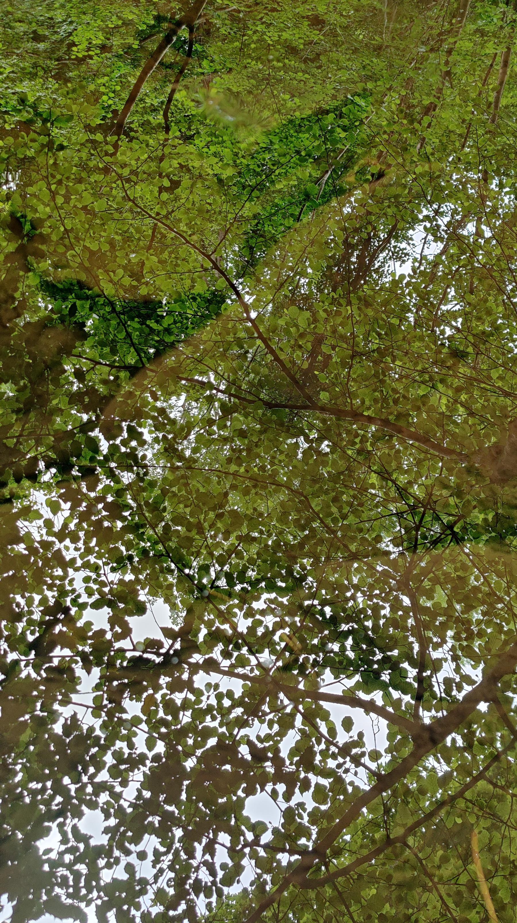 Reflection | Scrolller