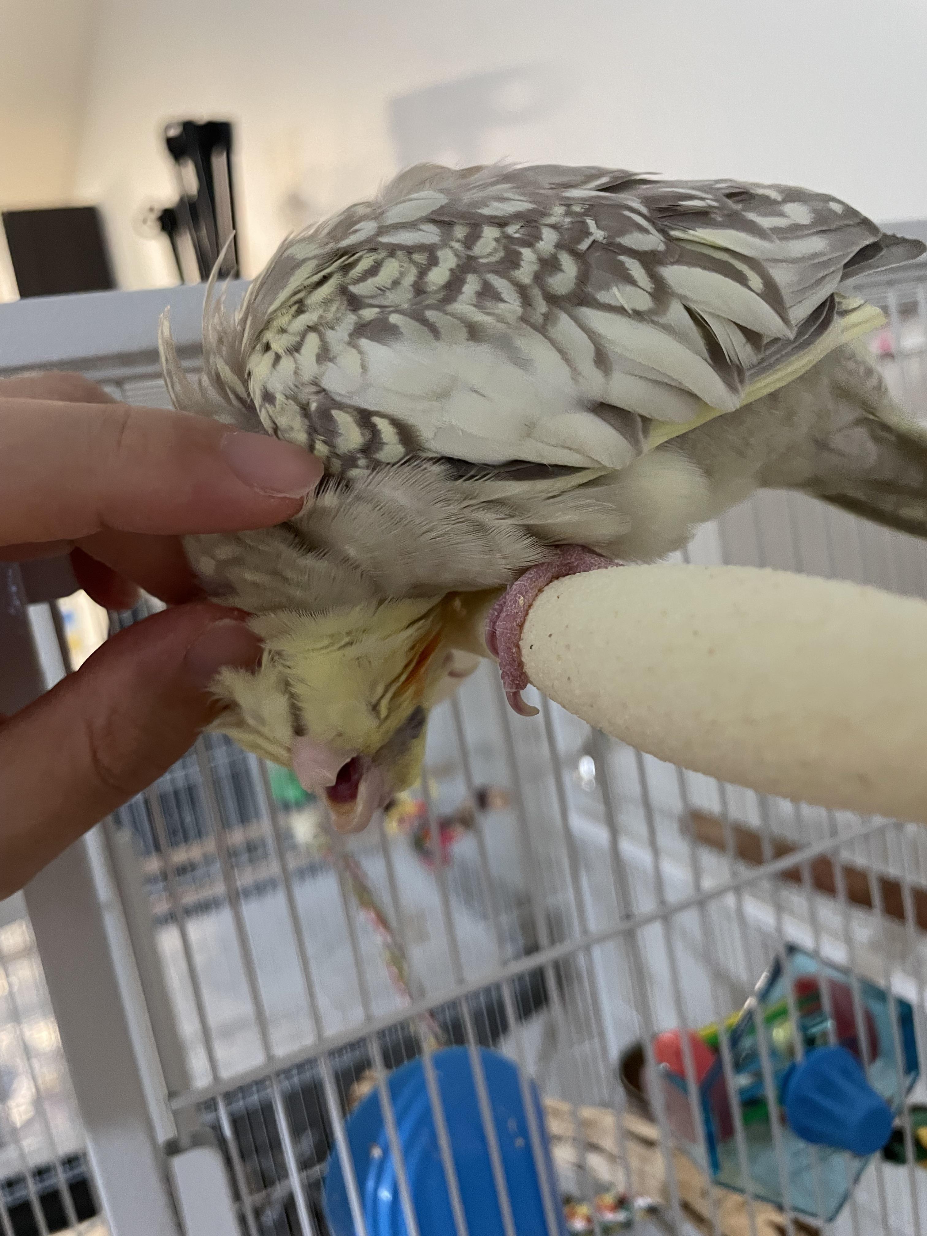 Birb head bends at funny angles | Scrolller
