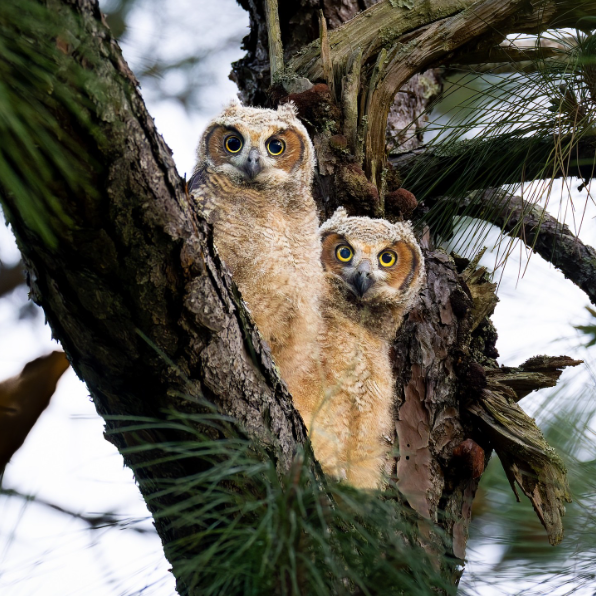 Great Horned Owls - After an afternoon of sleeping, these two come alive at sunset. | Scrolller