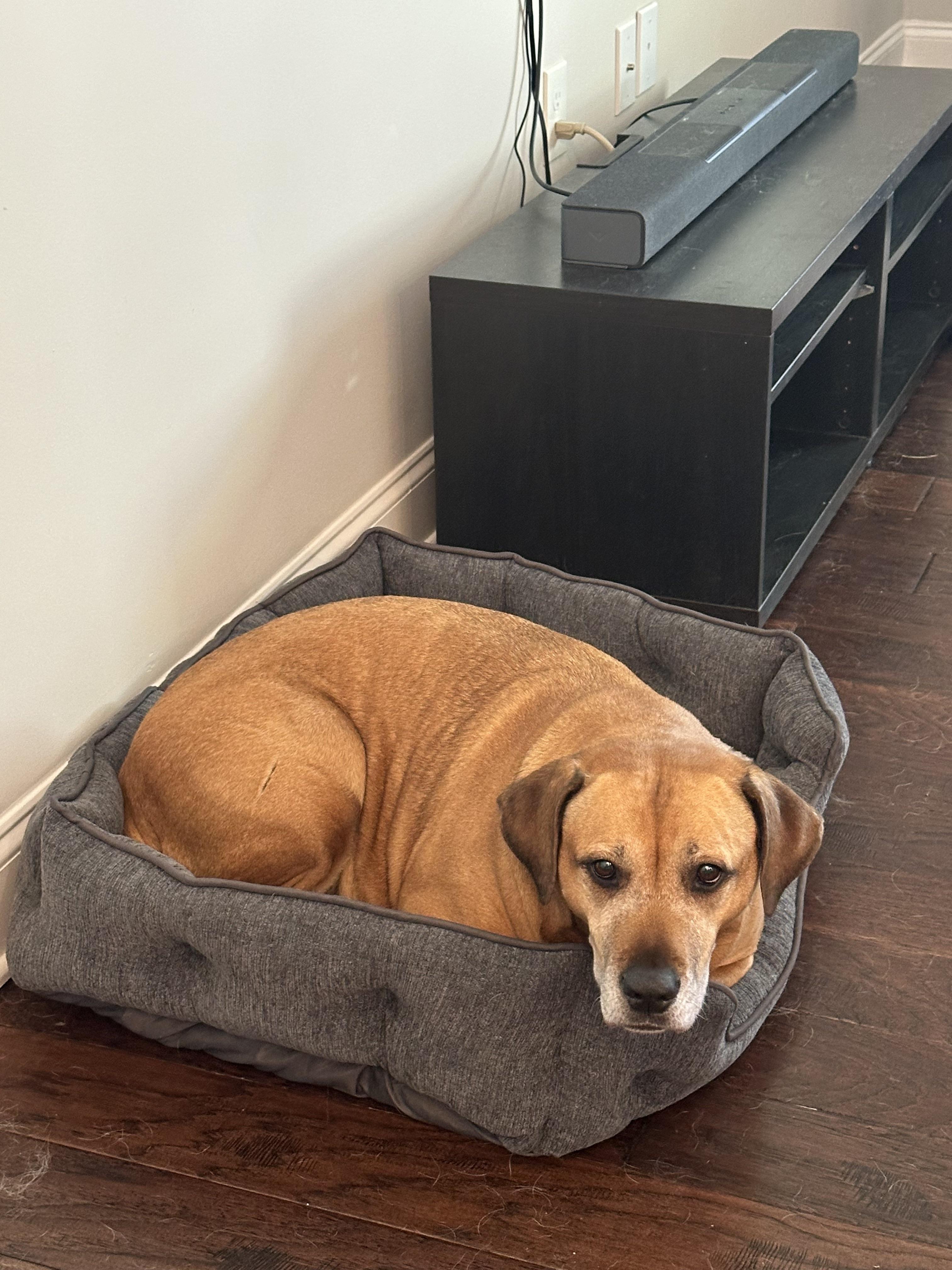 Got a tattoo of one of my dogs by jessica at bee ink’d in mount airy nc | Scrolller