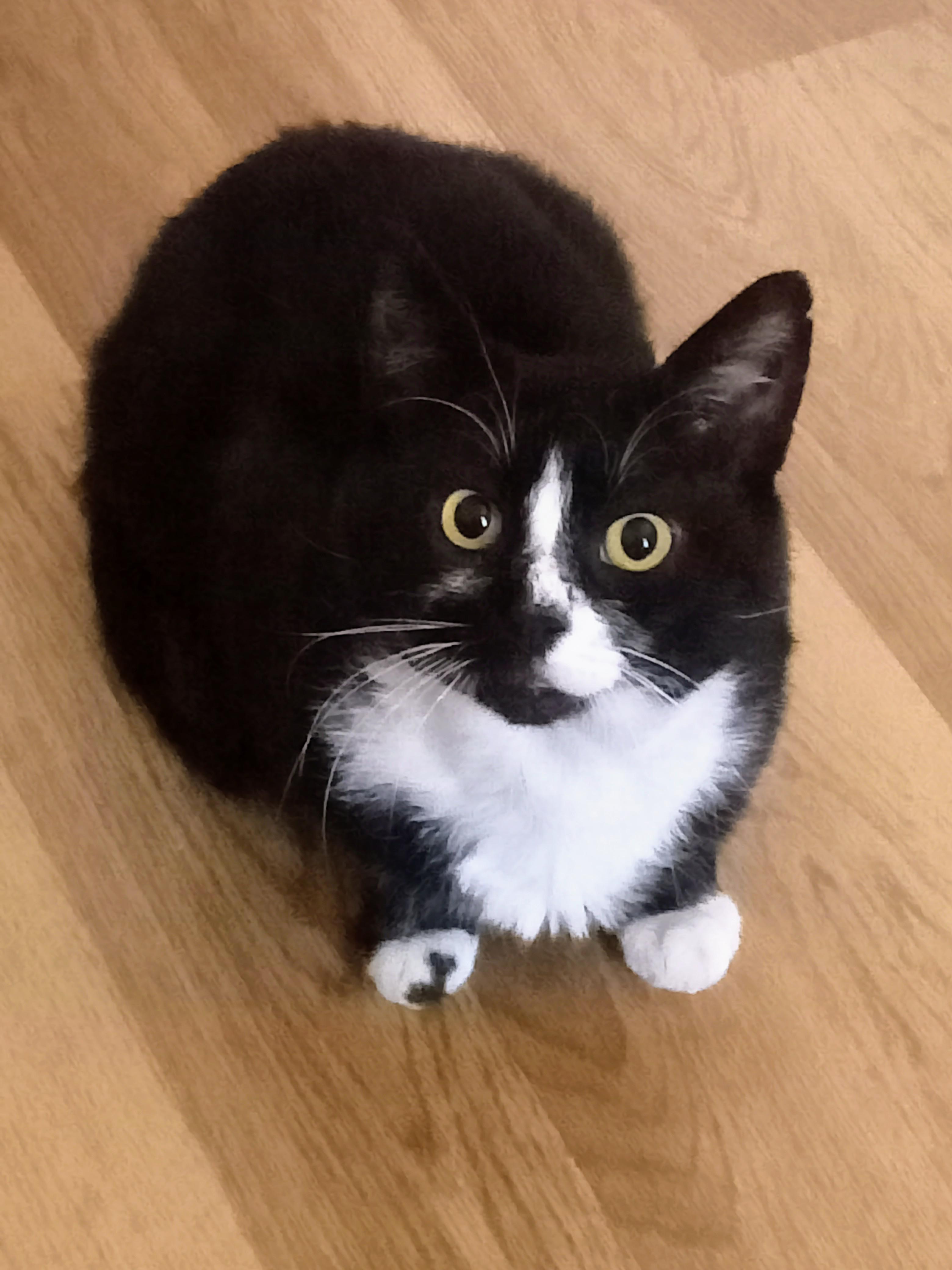 Meet my rescue couch potato, Mr. Blueberry | Scrolller