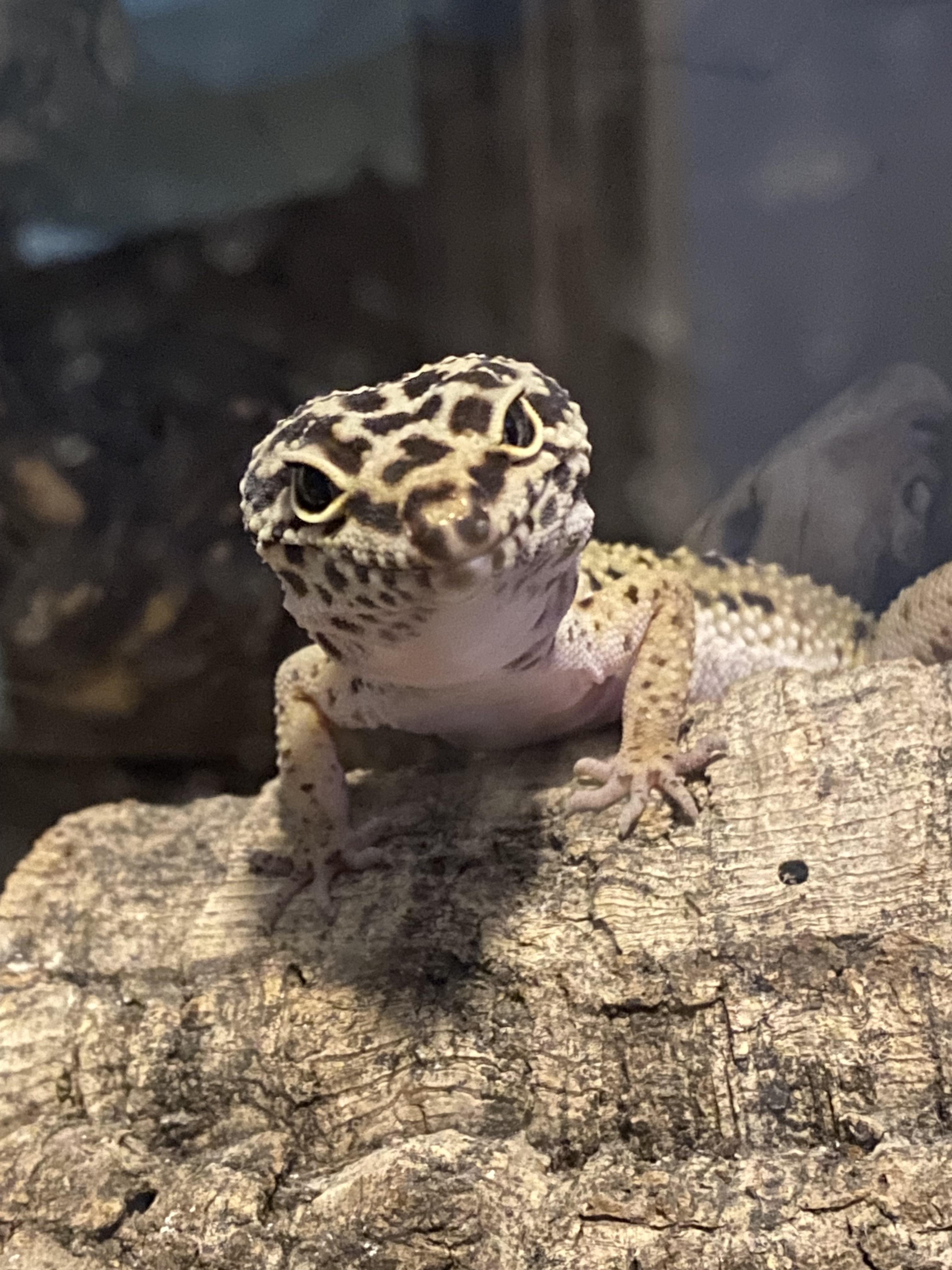 Discover more like Geckos: Is this stuck shed? and Related Content | Scrolller