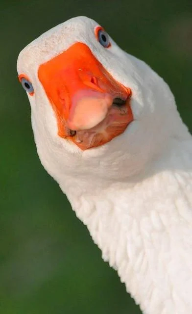 This Cute Emden White Goose 🤍🧡💛💚💙🖤🤎♥️💜💖 | Scrolller