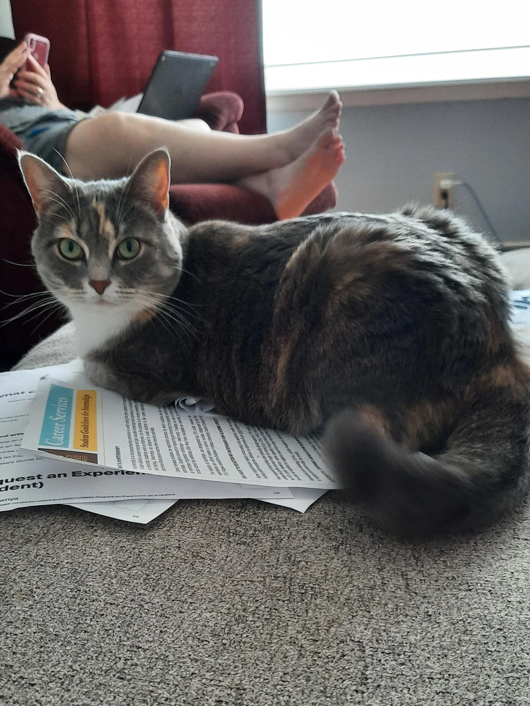 Of course you had to loaf right on the papers. AGAIN | Scrolller