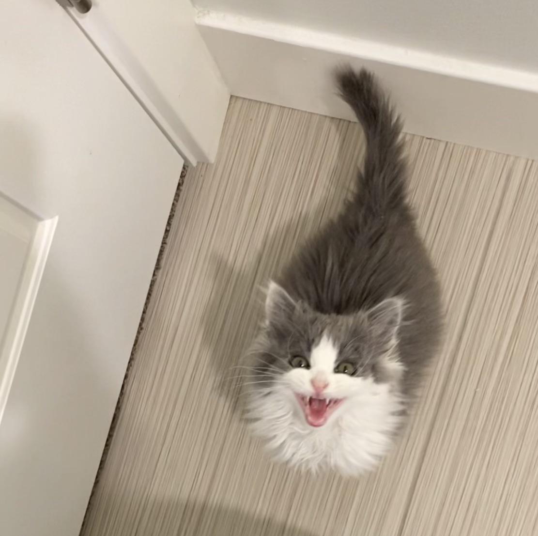 Miss Evey has the tiniest scream! | Scrolller