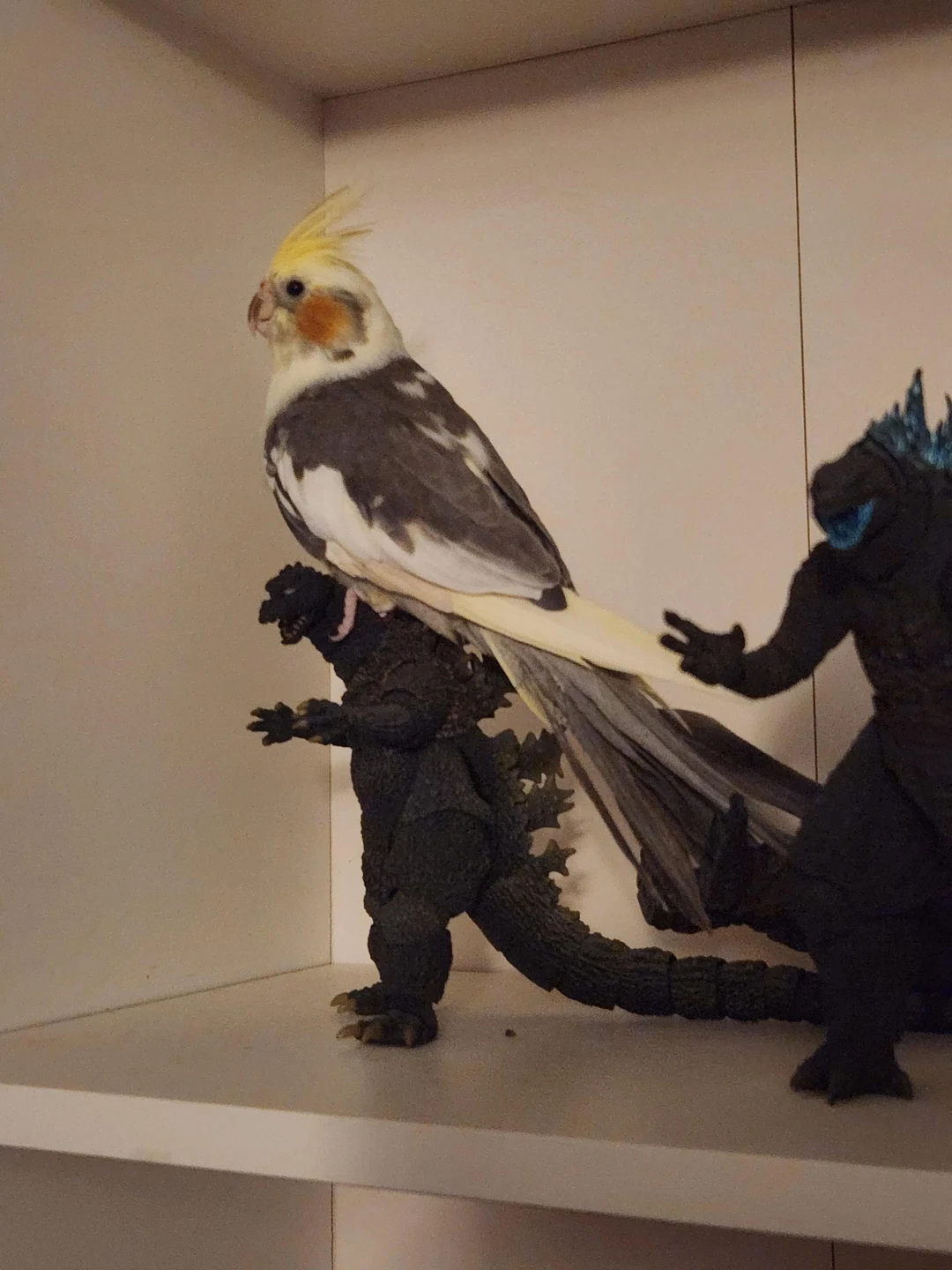 Kiwi auditioning for the next "Rodan vs Godzilla" | Scrolller