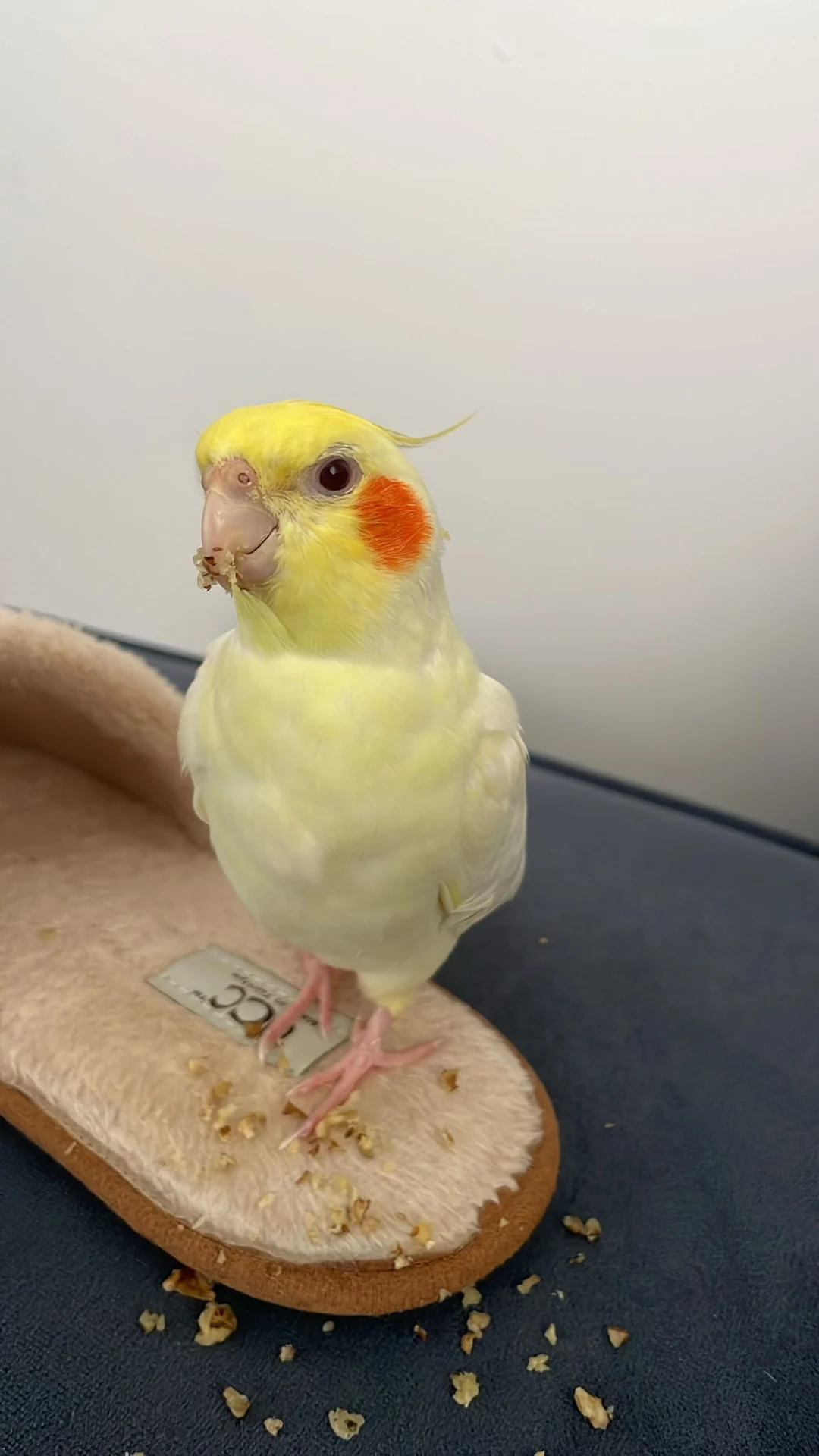 Post walnut clarity | Scrolller