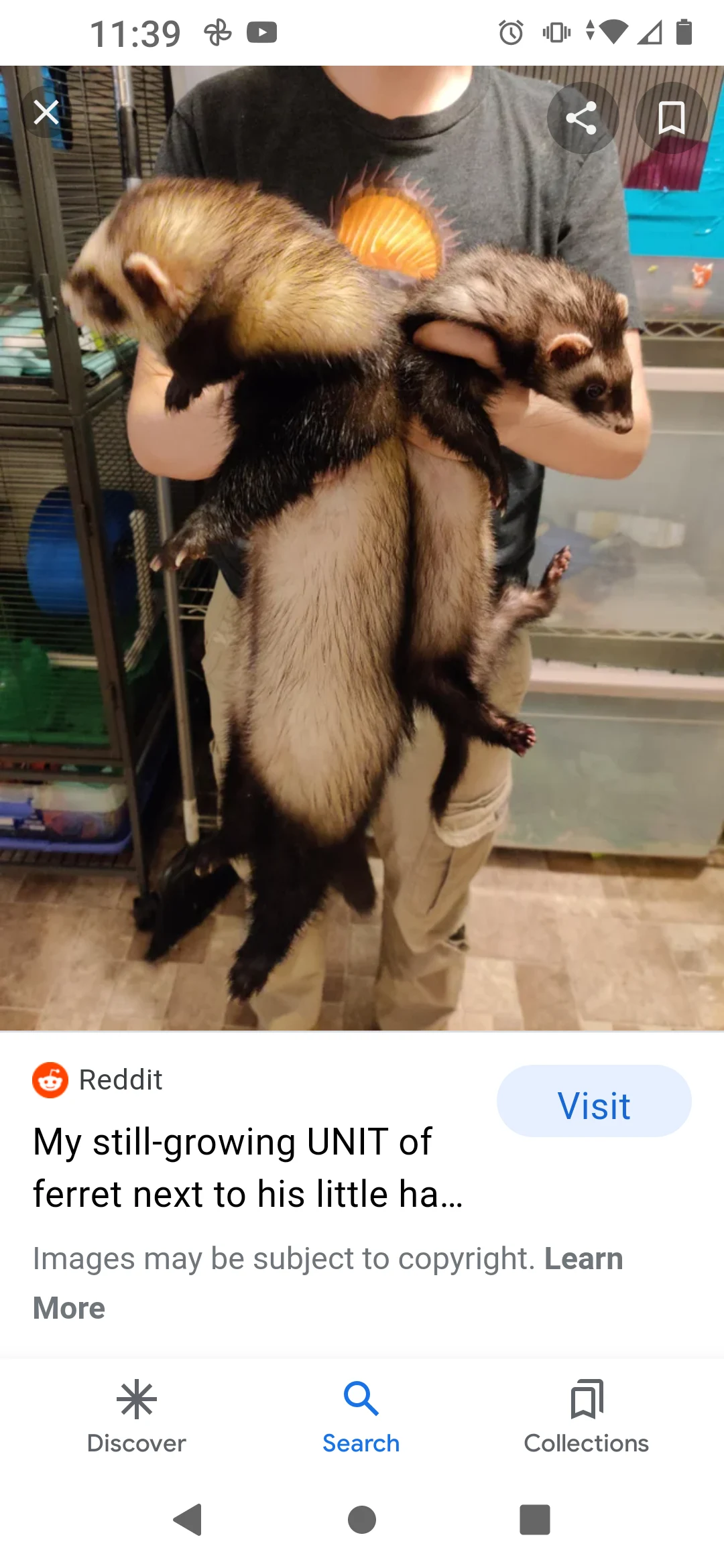 Discover more like Ferrets: Looking for Bulldog Ferrets. and Related Content | Scrolller