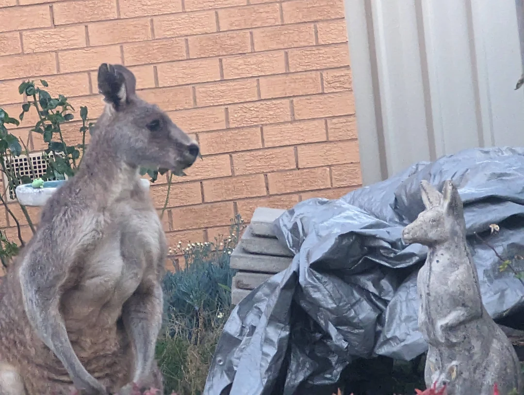 Kangaroo confused by kangaroo garden statue. | Scrolller