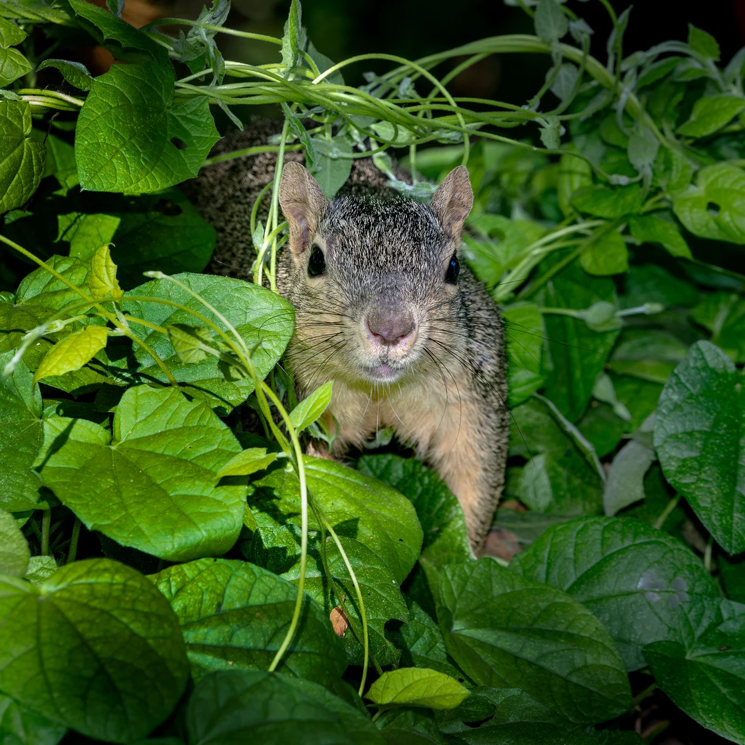 Peek-a-boo Squirrel | Scrolller