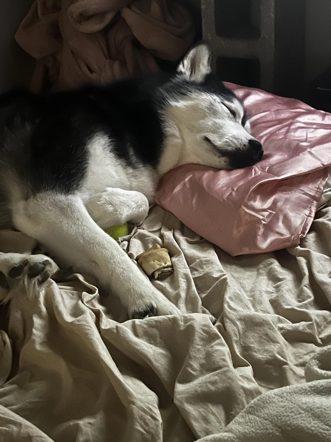 My husky cuddling with her tennis ball while she sleeps. | Scrolller