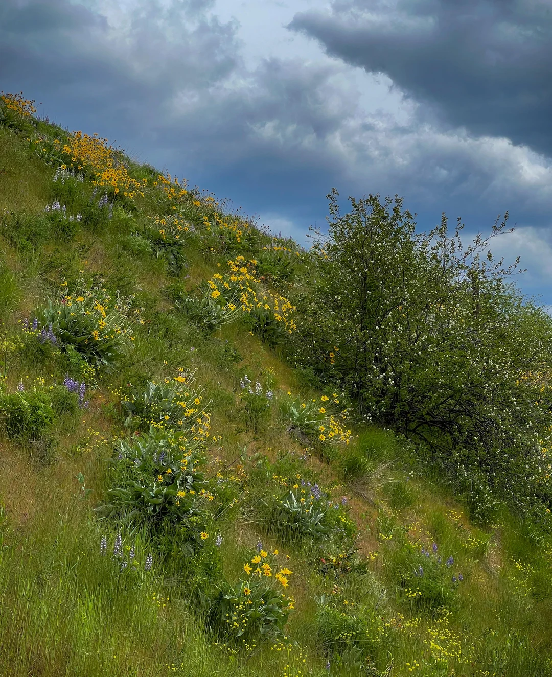 Rolling hills filled with spring wildflowers - Leavenworth Washington [OC] 2500x2200 | Scrolller