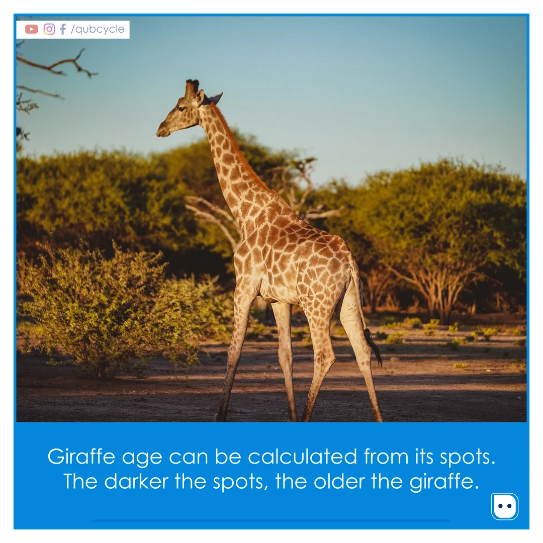 Giraffe age can be calculated from its spots. The darker the spots, the older the giraffe ...