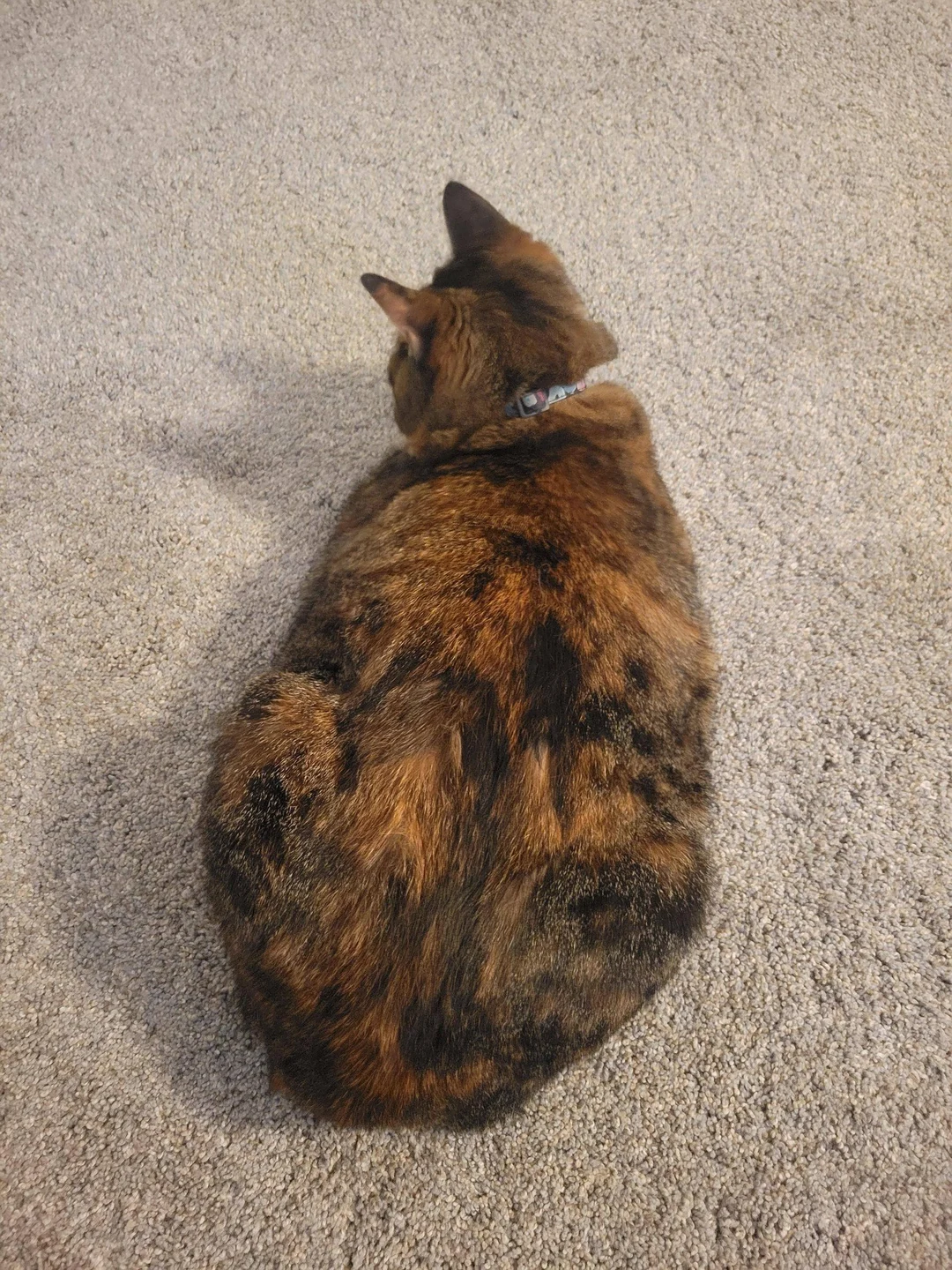 Round loaf | Scrolller