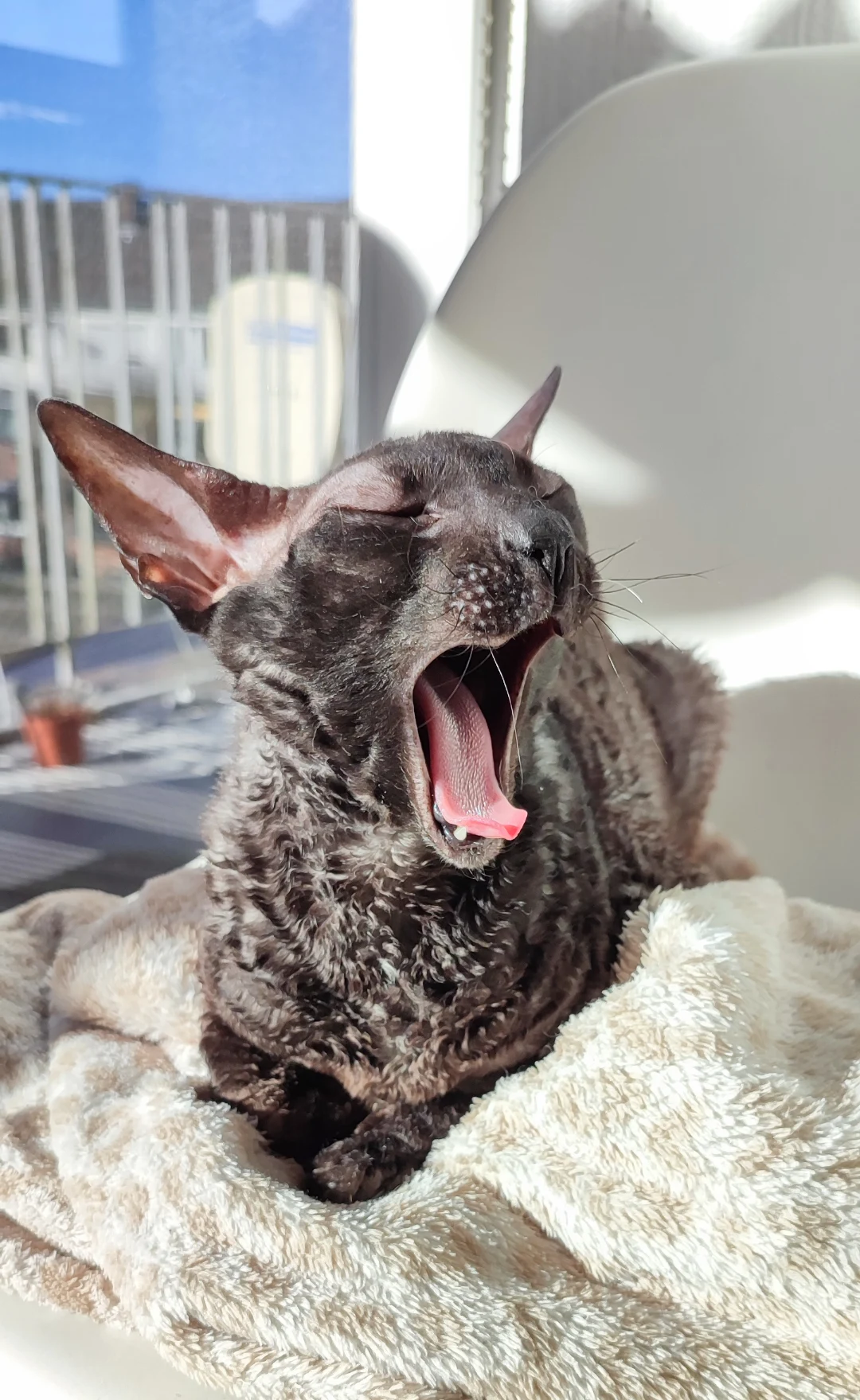 Big yawn | Scrolller