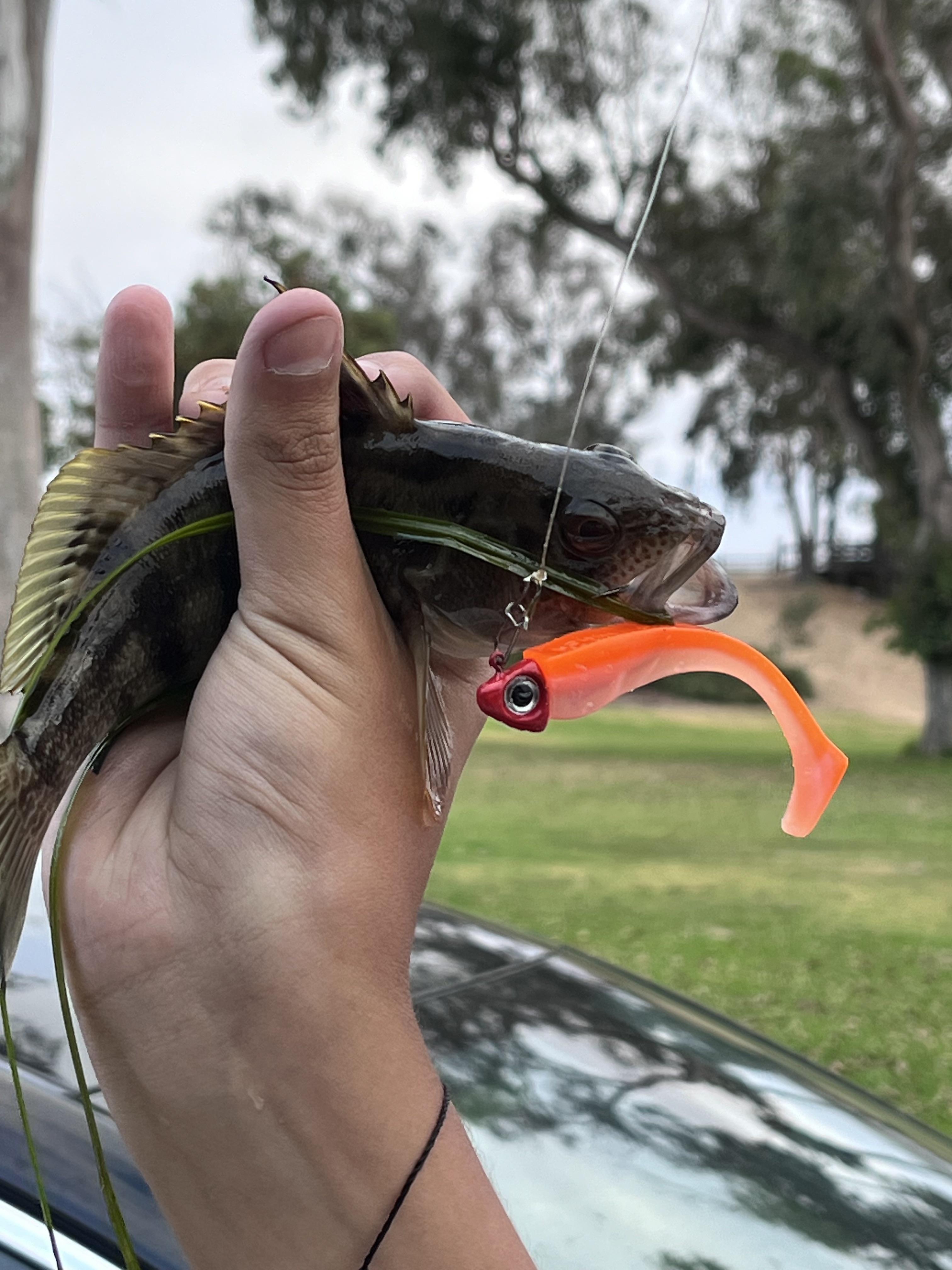 Spotty or Sandy | Scrolller