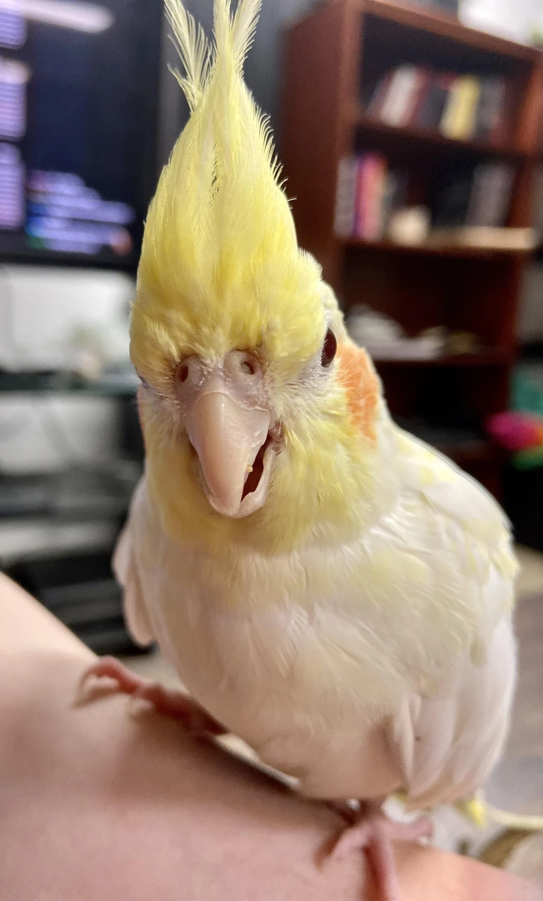 Popcorn is the most evil looking birb | Scrolller