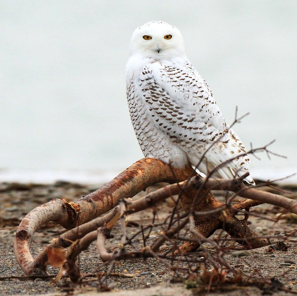 Snowy owl | Scrolller