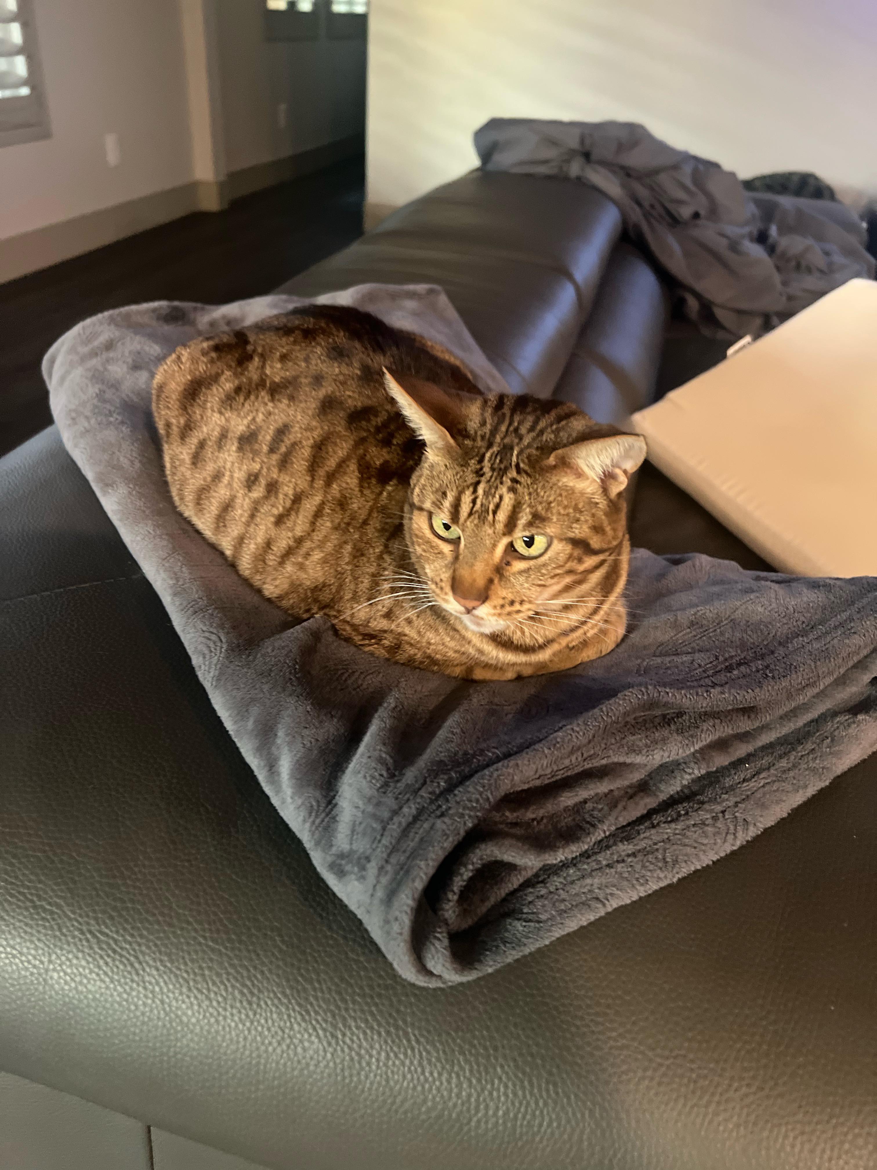 Loaf cat | Scrolller