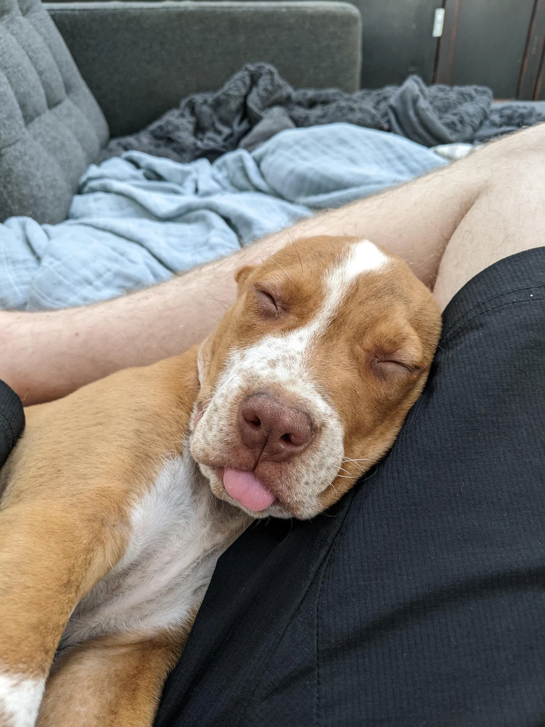 Sleepy Blep | Scrolller