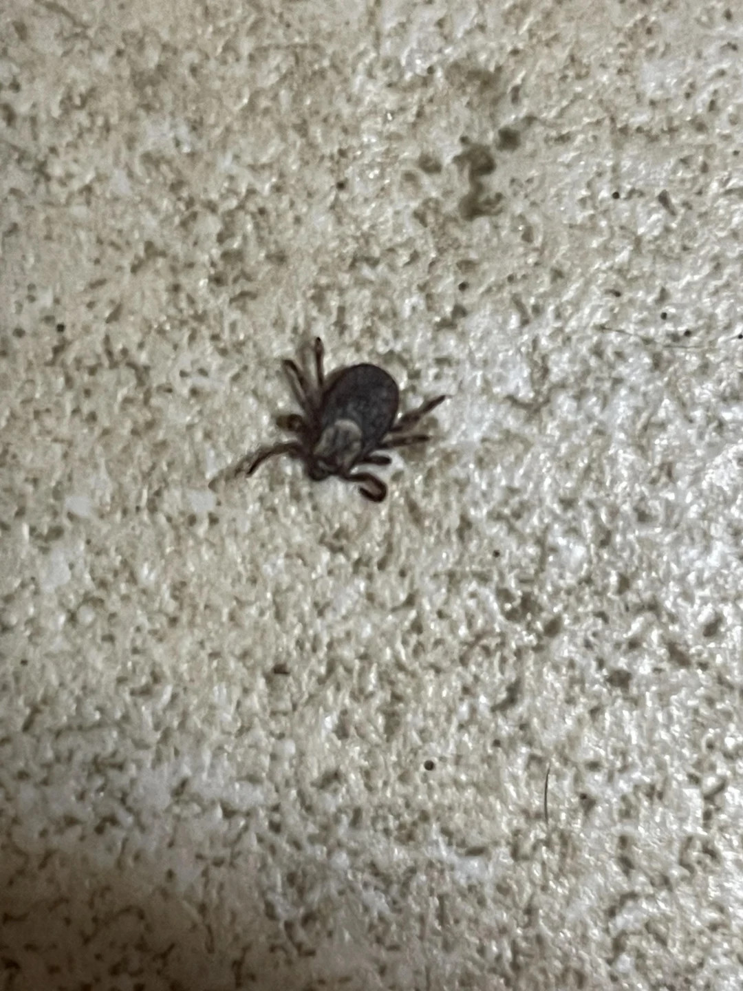 Is this a deer tick? | Scrolller