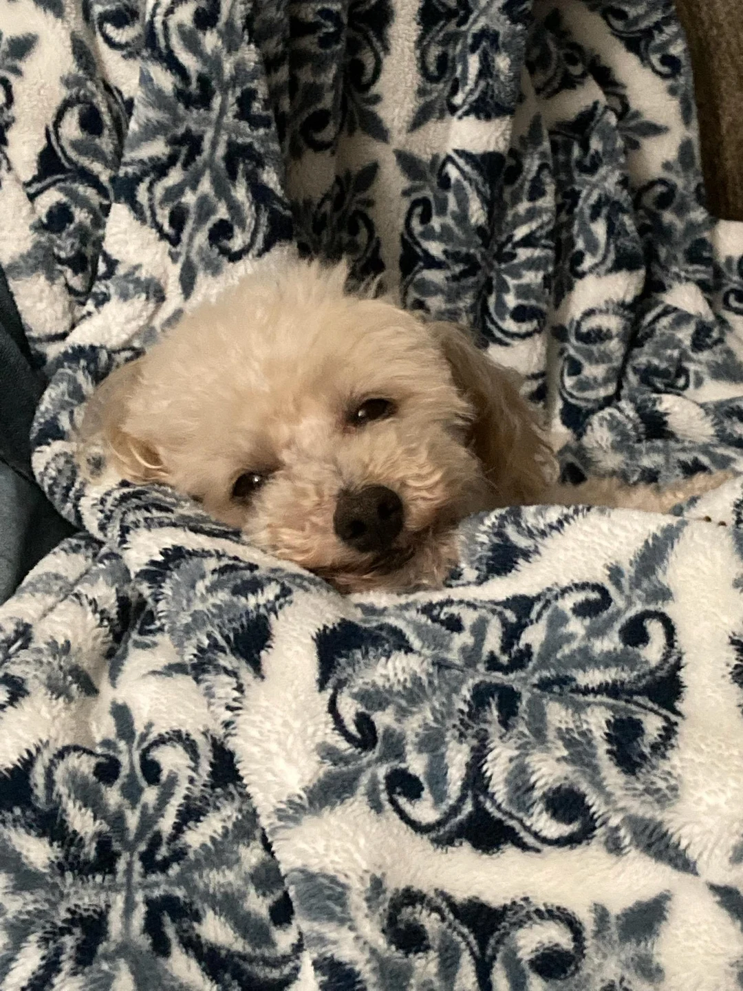 My snuggly Noodle | Scrolller