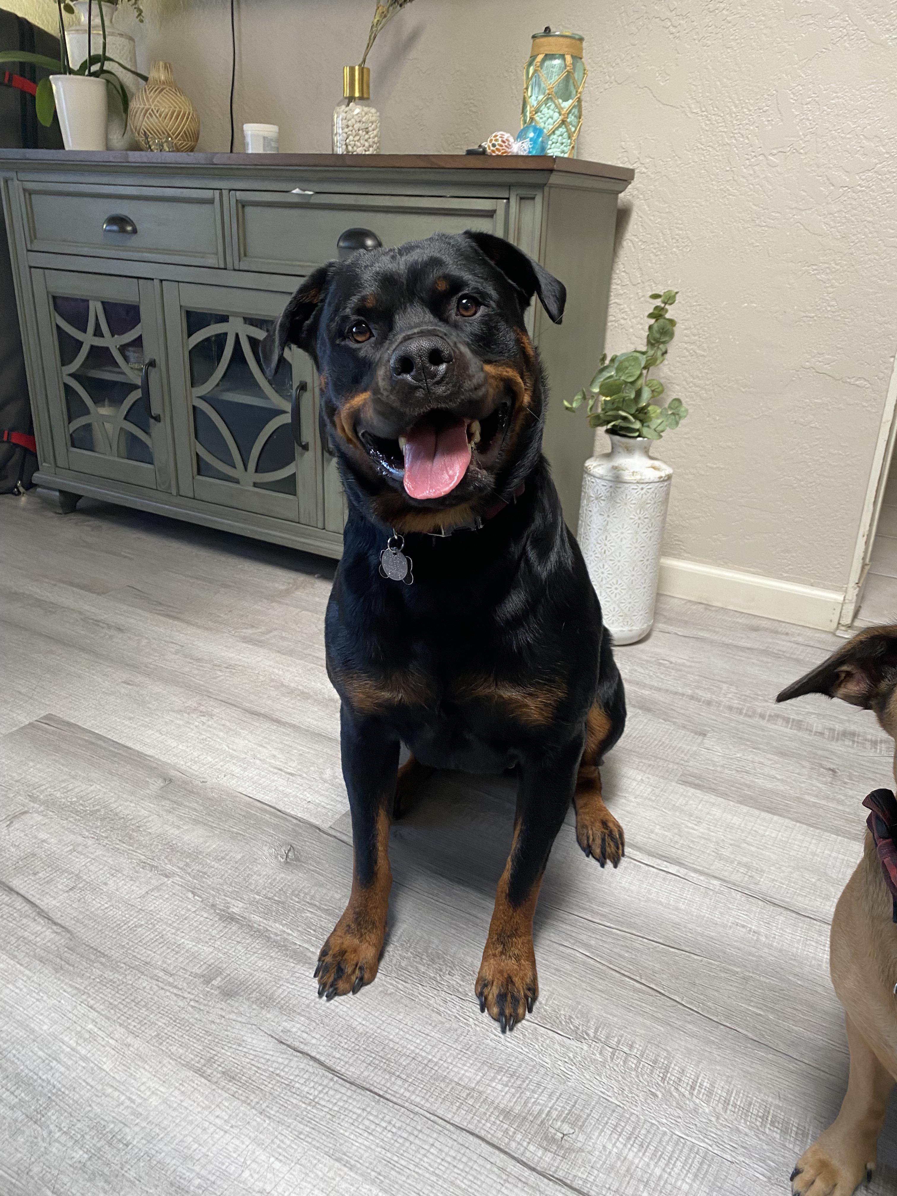 She’s such a happy pup. | Scrolller