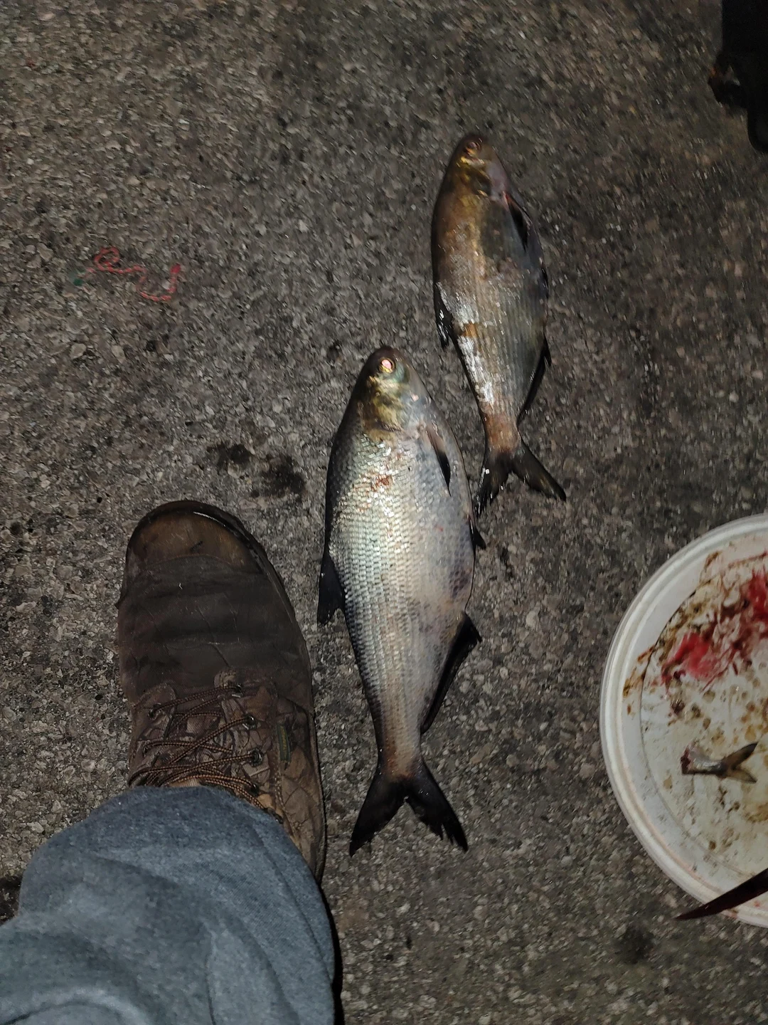 Want big fish gotta use big bait | Scrolller