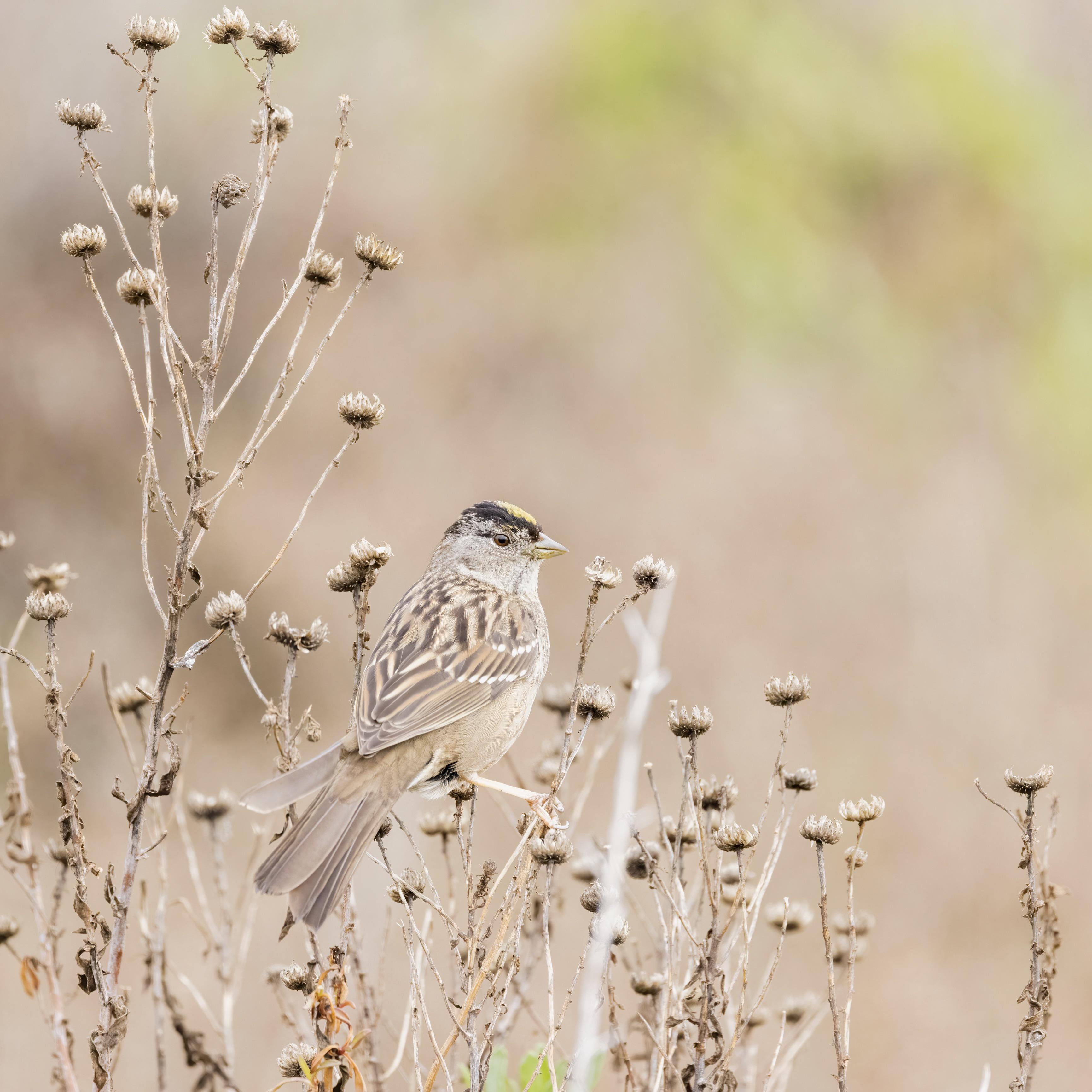 Golden-crowned sparrow | Scrolller