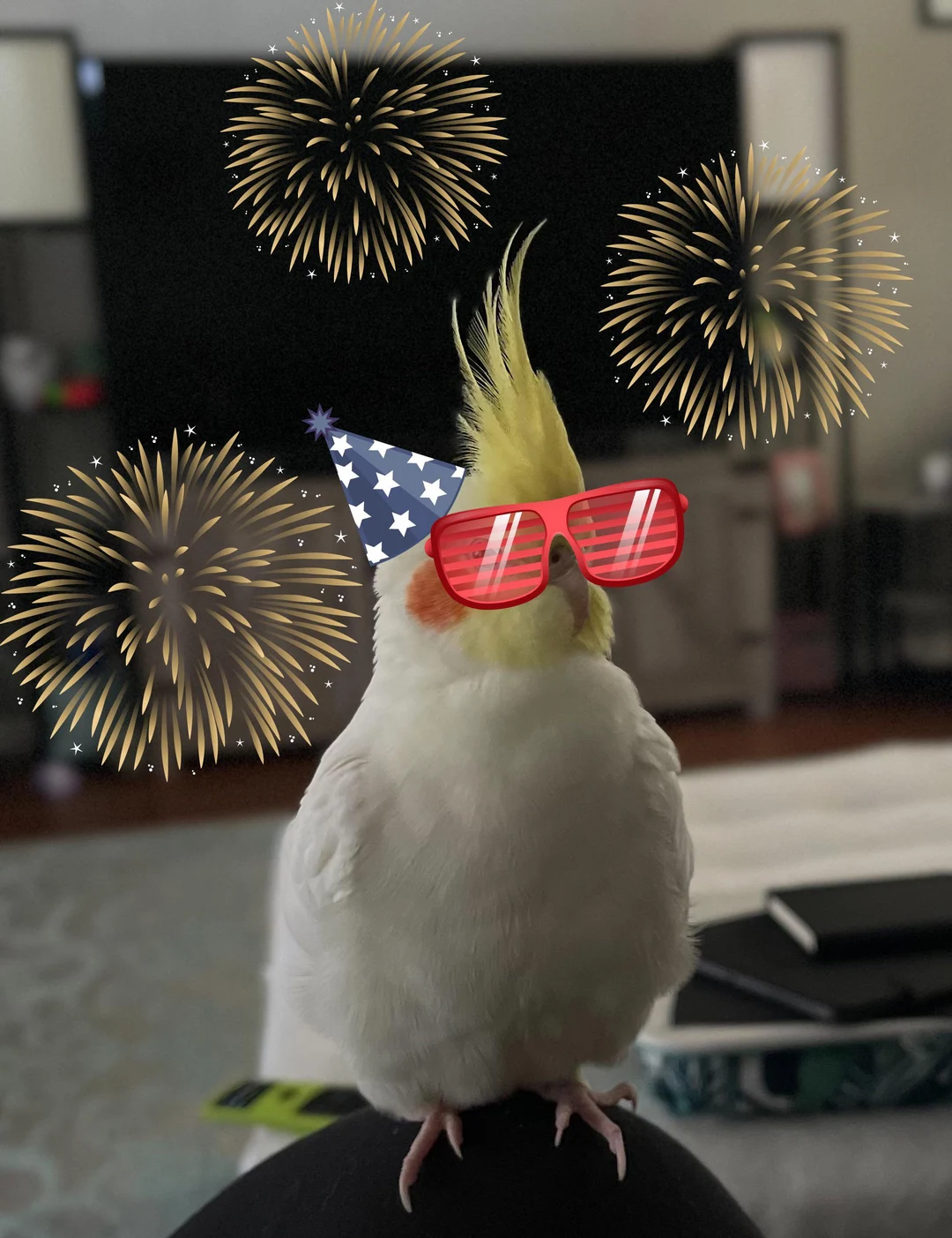 Today Lemon is embracing his inner eagle | Scrolller