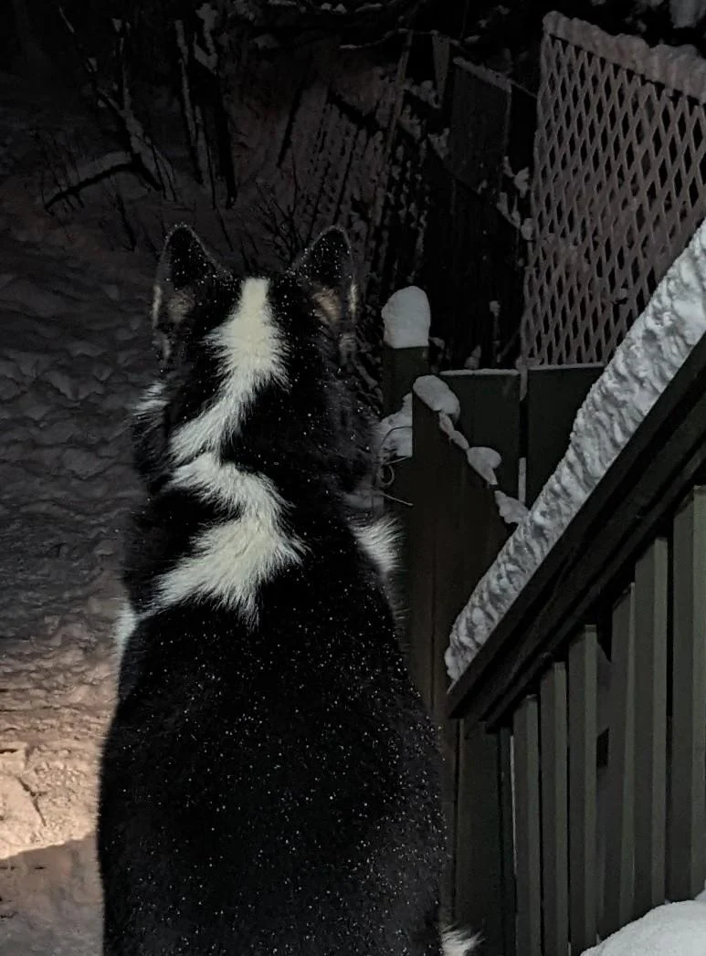 Ruby, daughter of Skunk. | Scrolller