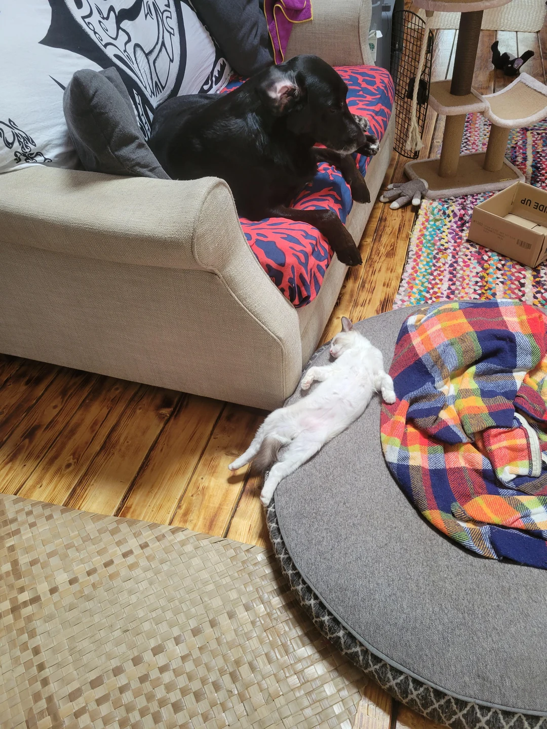 When the rescue cat is actually a thief. | Scrolller