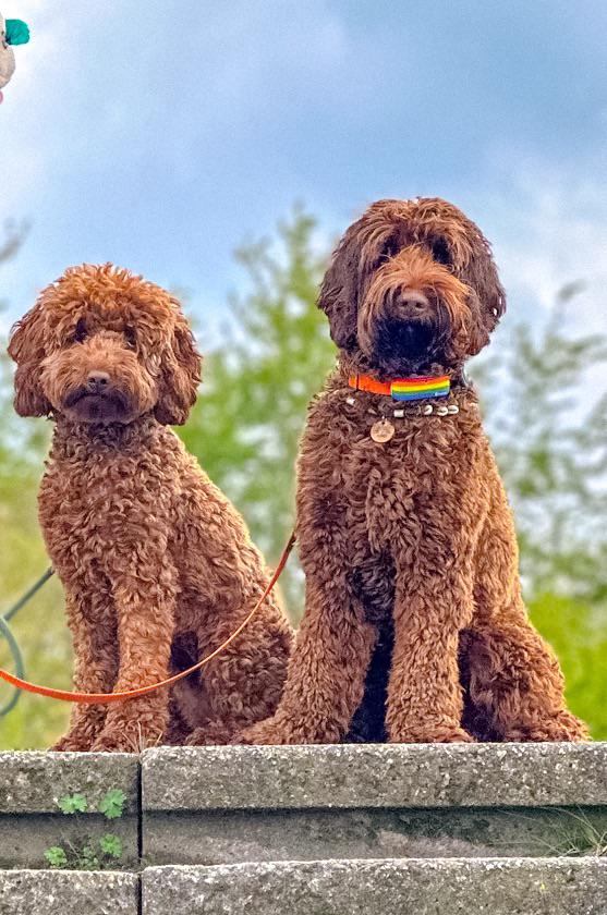 Elmo has made a new friend, Ted. | Scrolller
