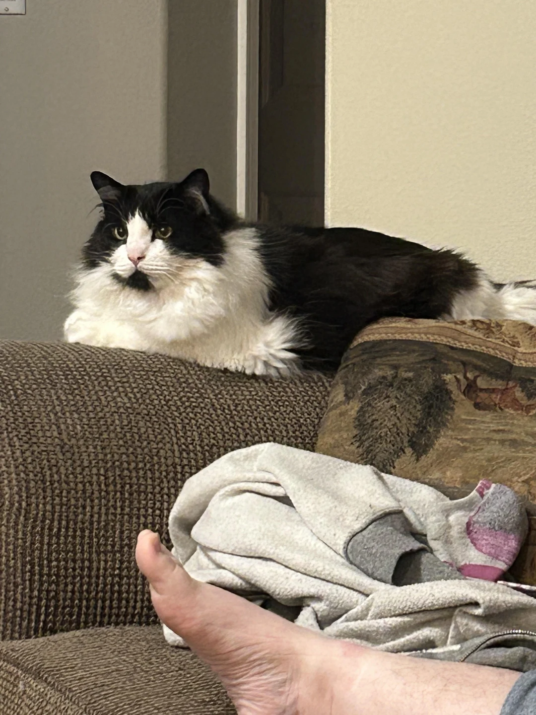 Cat loaf | Scrolller