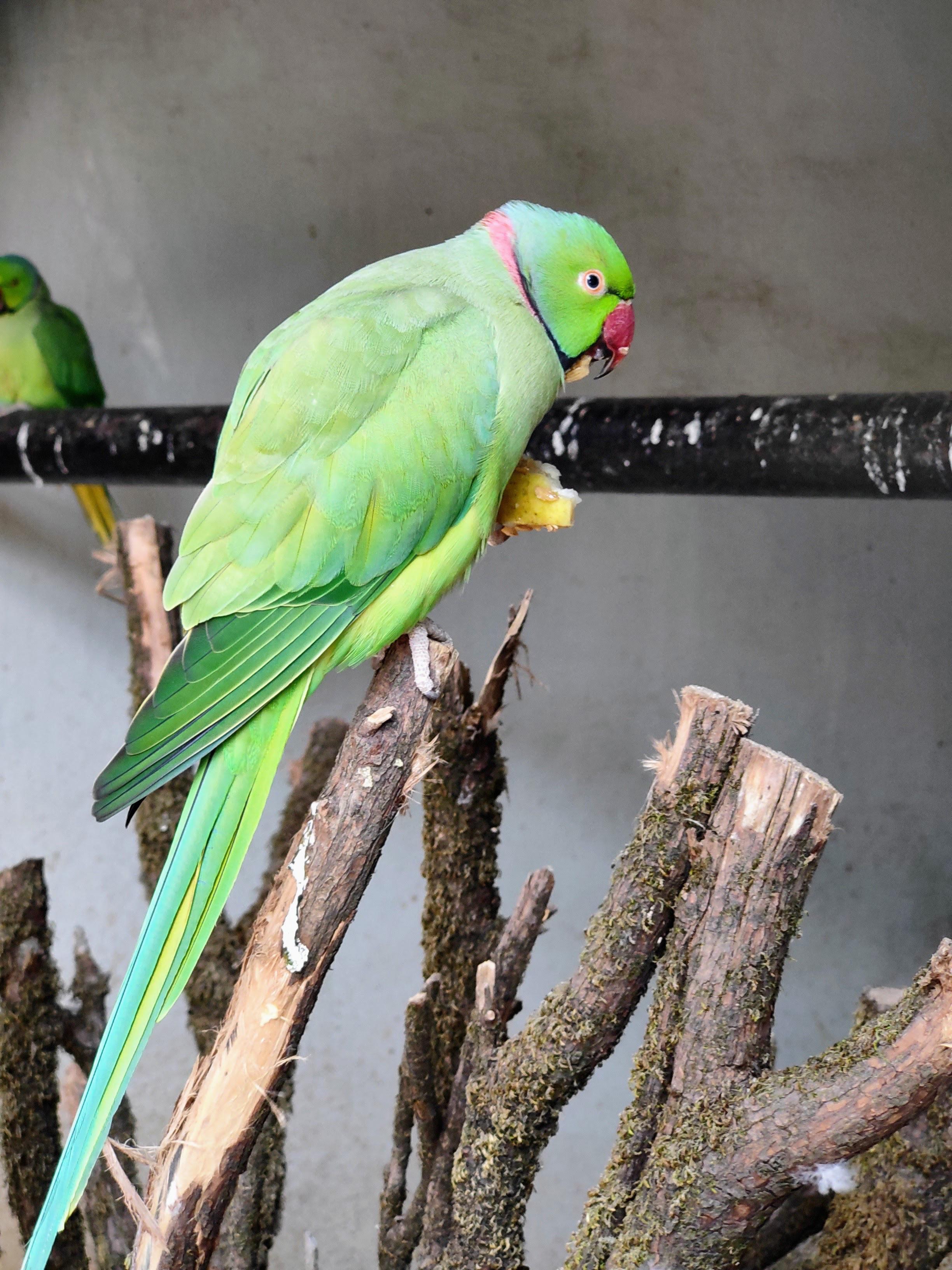 Green Parrot | Scrolller