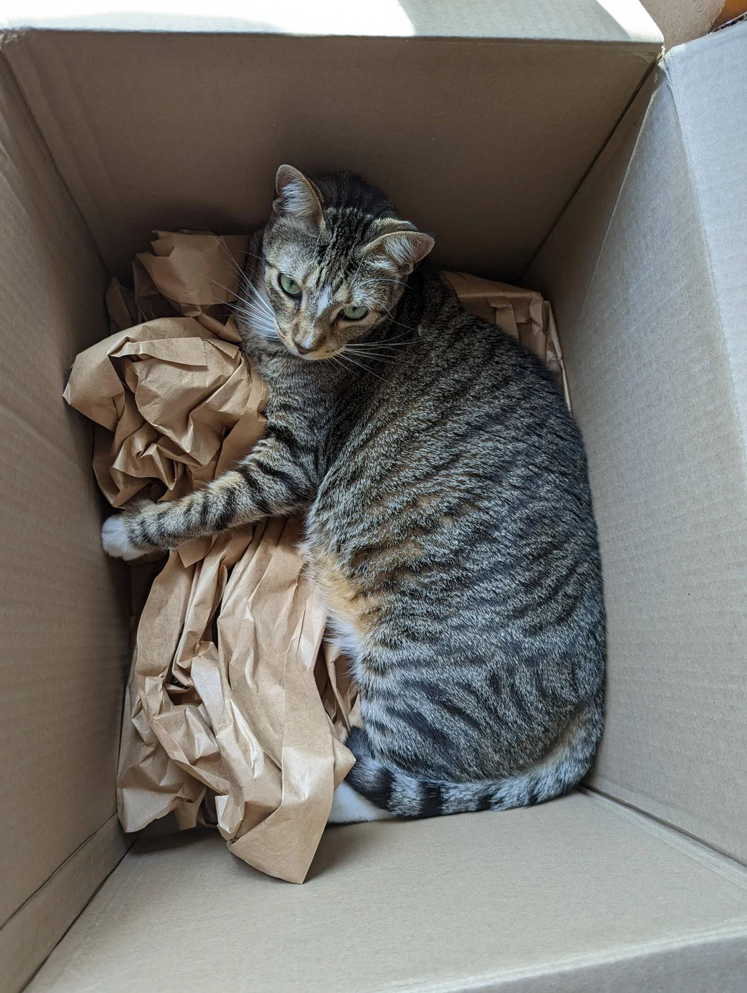 Trapped with extra padding | Scrolller