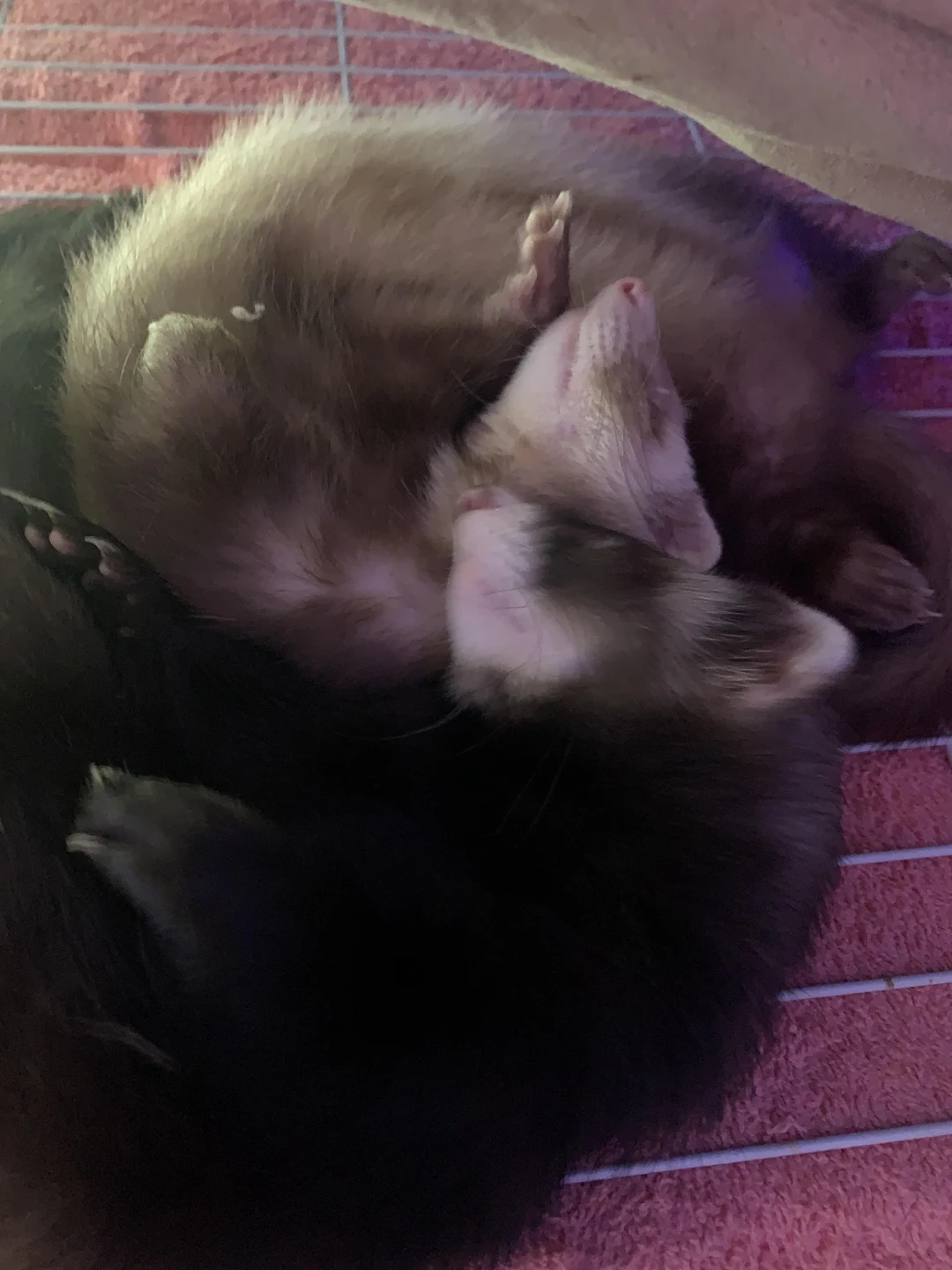 meet Cosmo (darker) and Aurora (lighter) 😁 | Scrolller