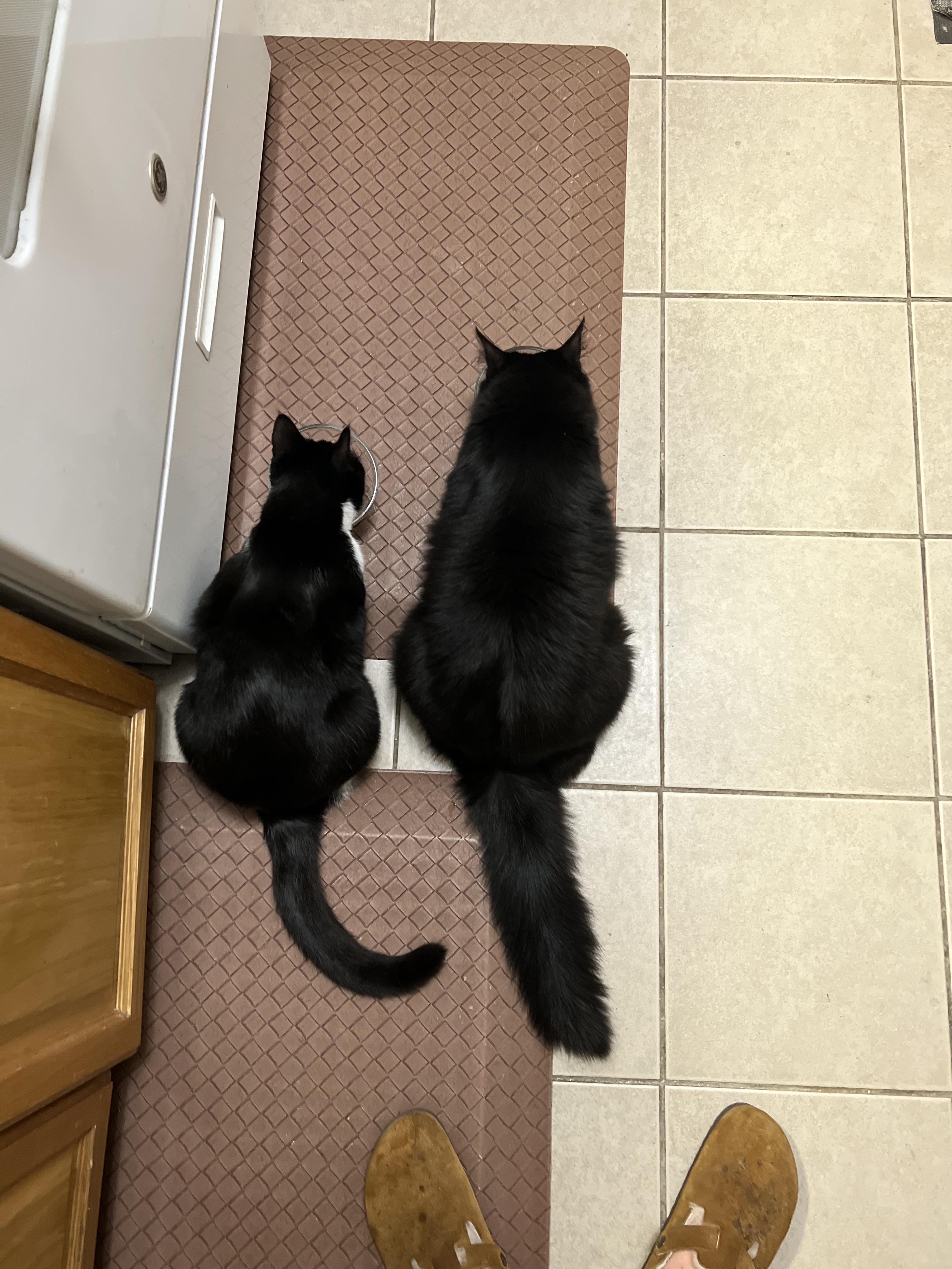 Void siblings with very different dimensions | Scrolller