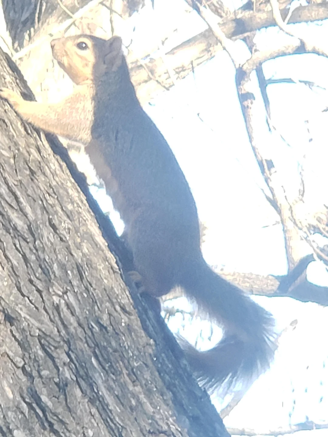 Discover more like Squirrels: Squirrel and Related Content | Scrolller