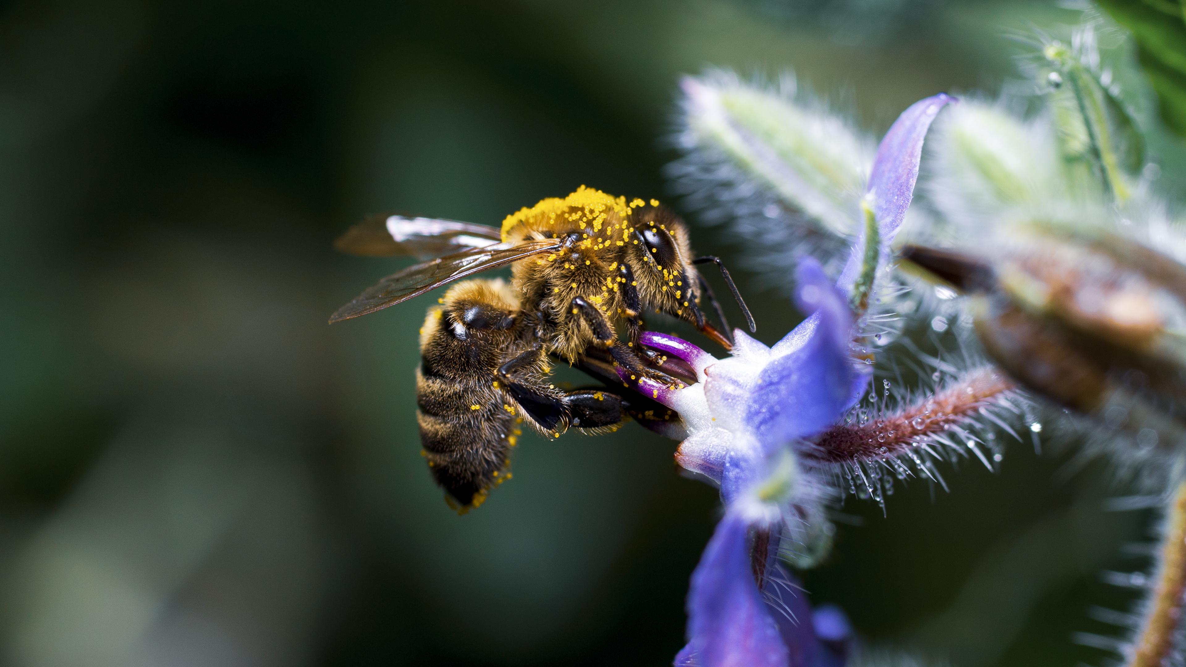 Honey bee covered in pollen | Scrolller