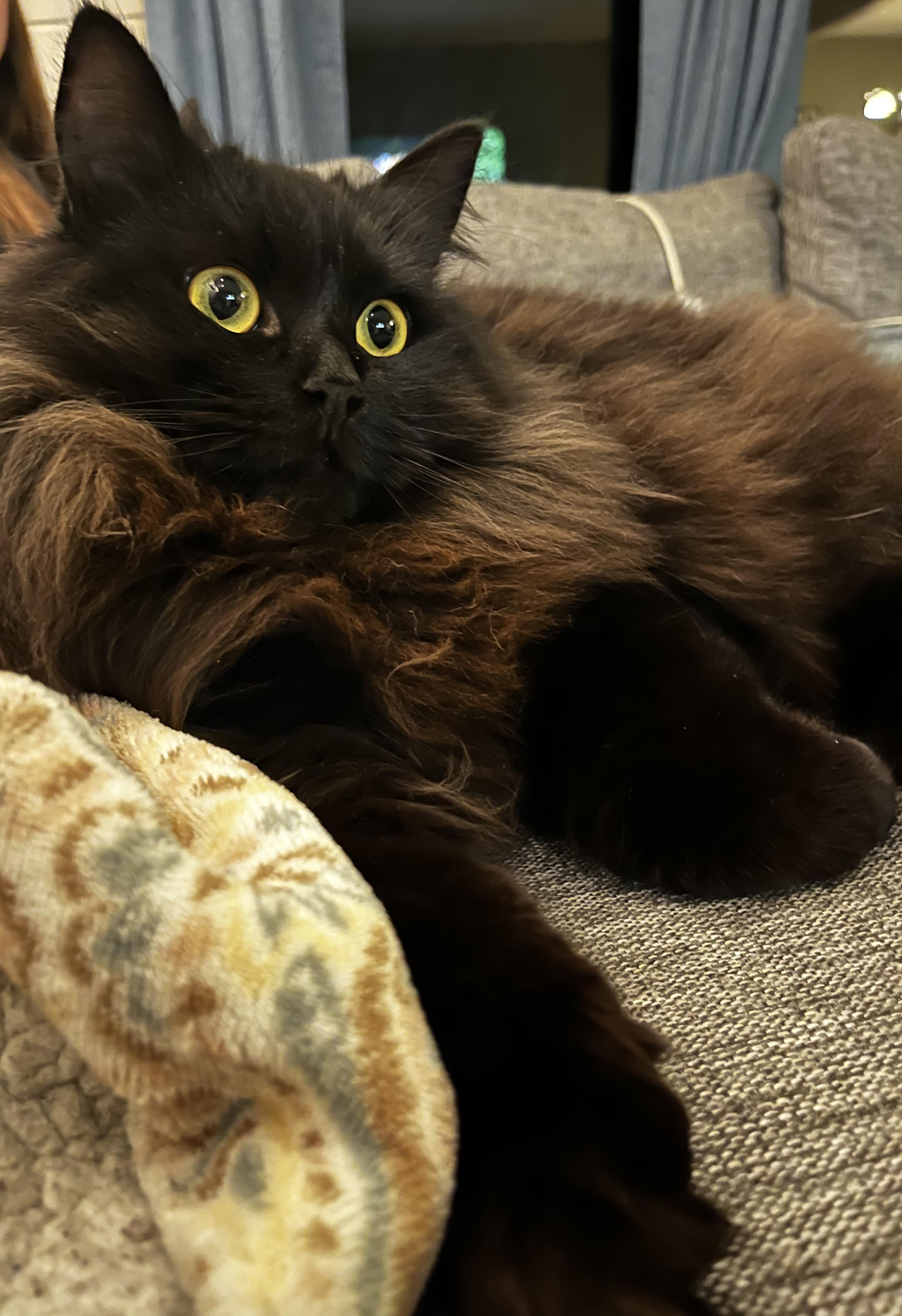 My black Siberian | Scrolller