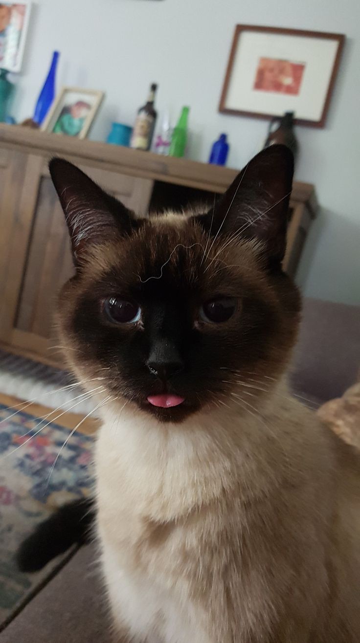 Blep 💖 | Scrolller