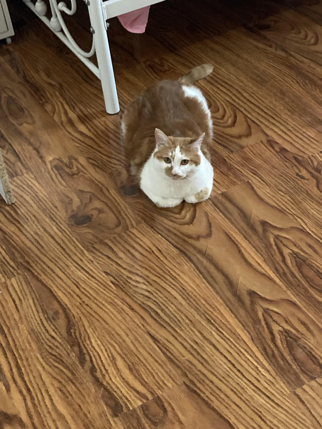 Ginger loaf | Scrolller