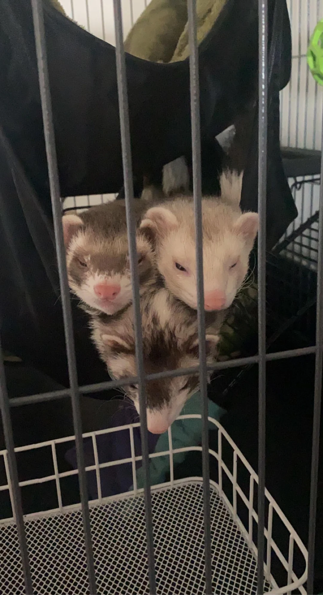 A whole f*ckit of ferrets ♥️ | Scrolller